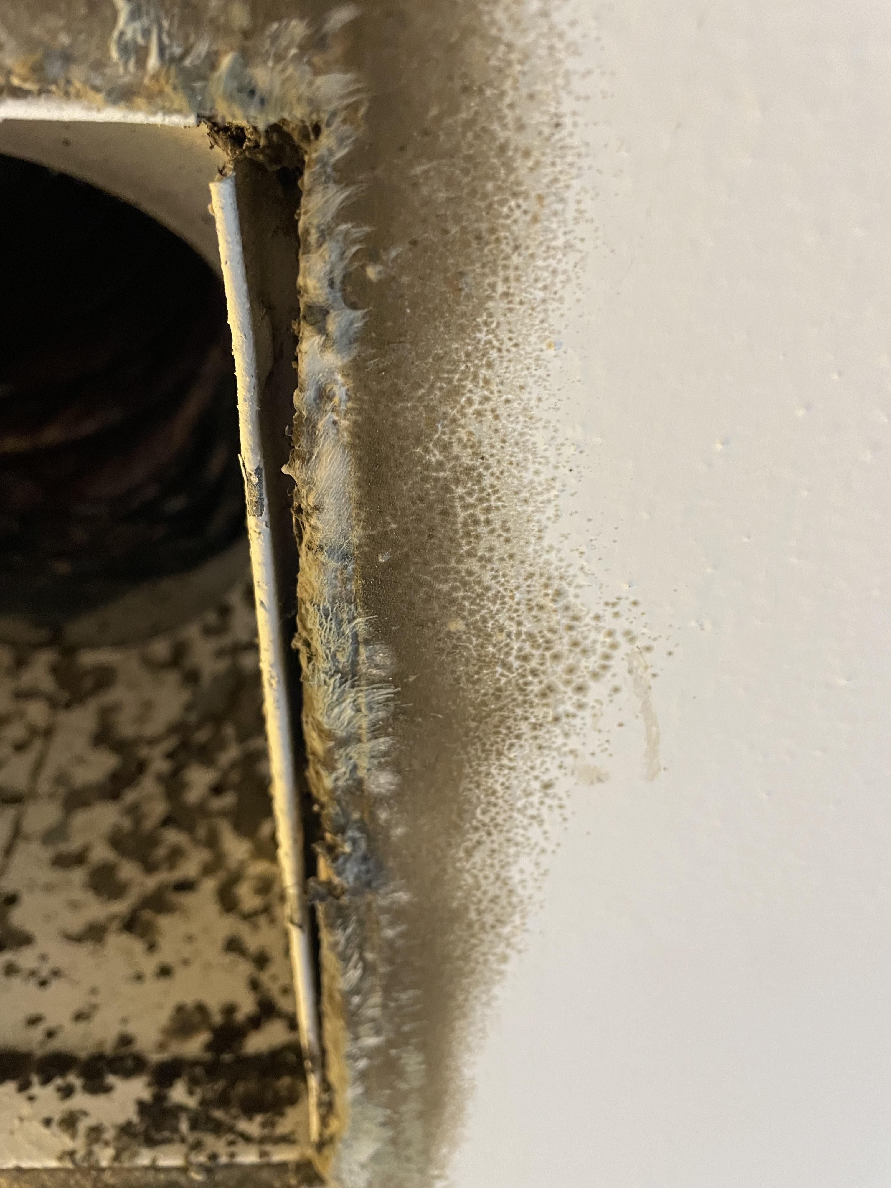 What is causing this mold? | Scrolller