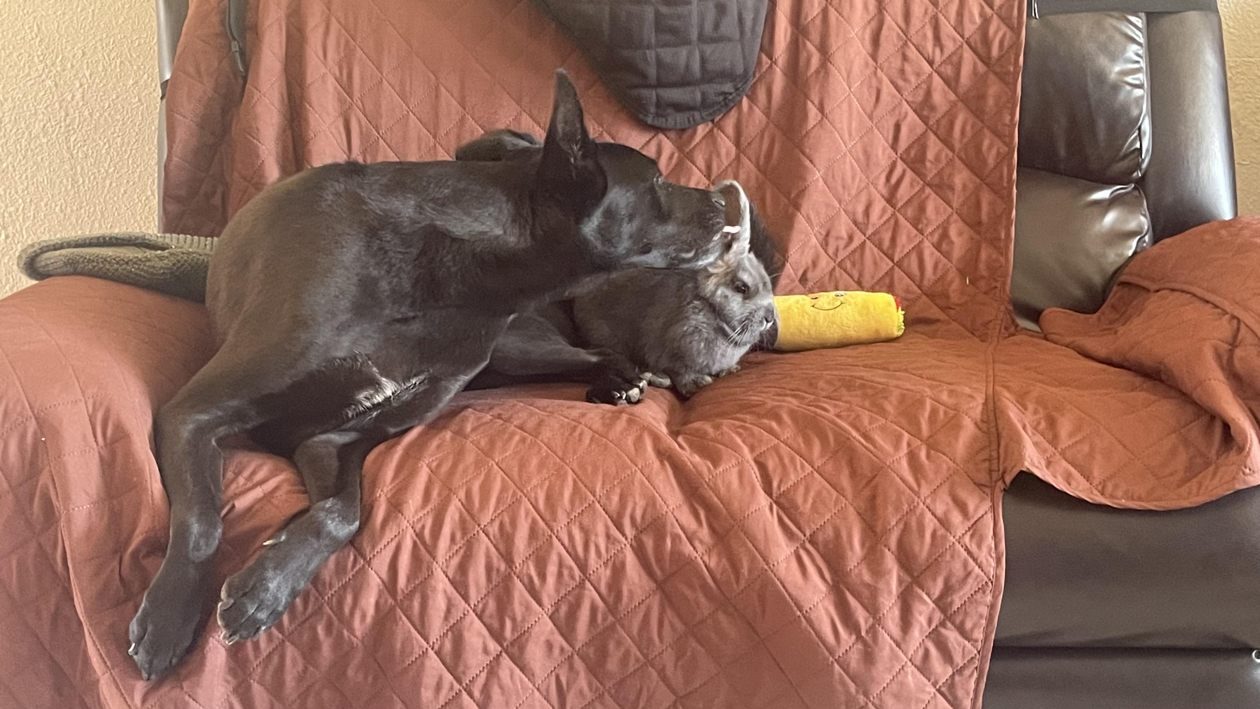 Archie and Ted Bunny | Scrolller