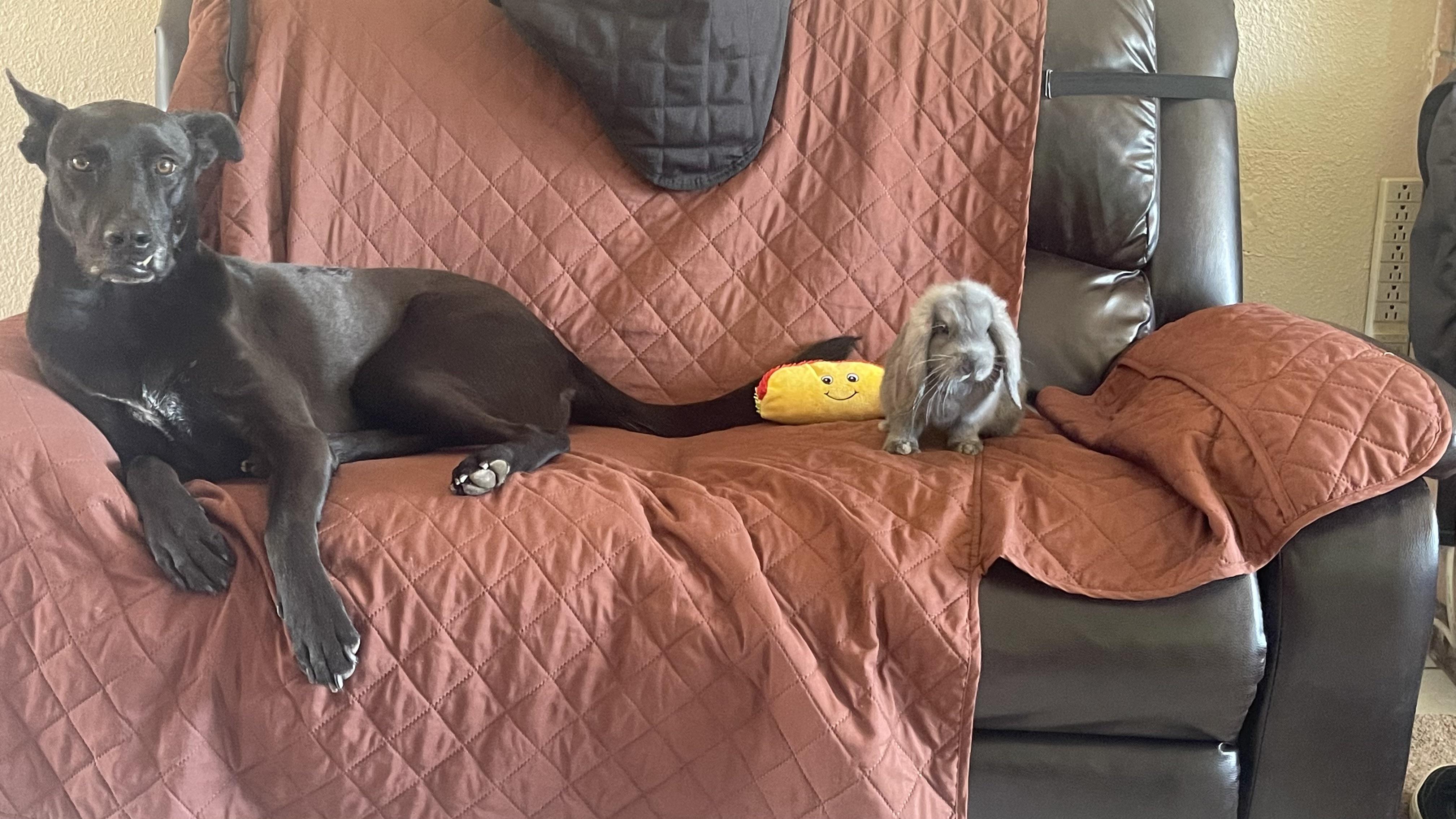 Archie and Ted Bunny | Scrolller