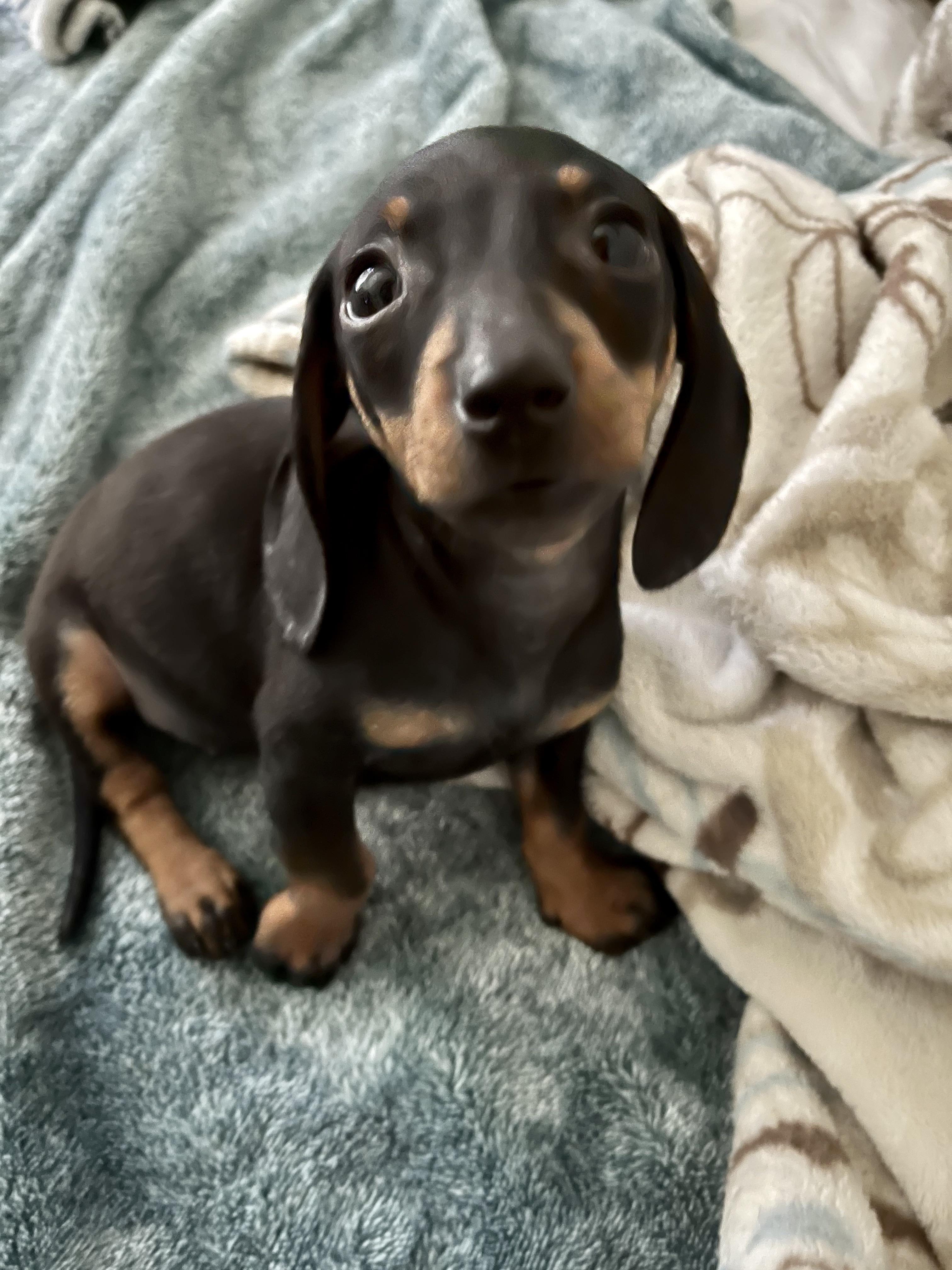 Meet Daisy | Scrolller