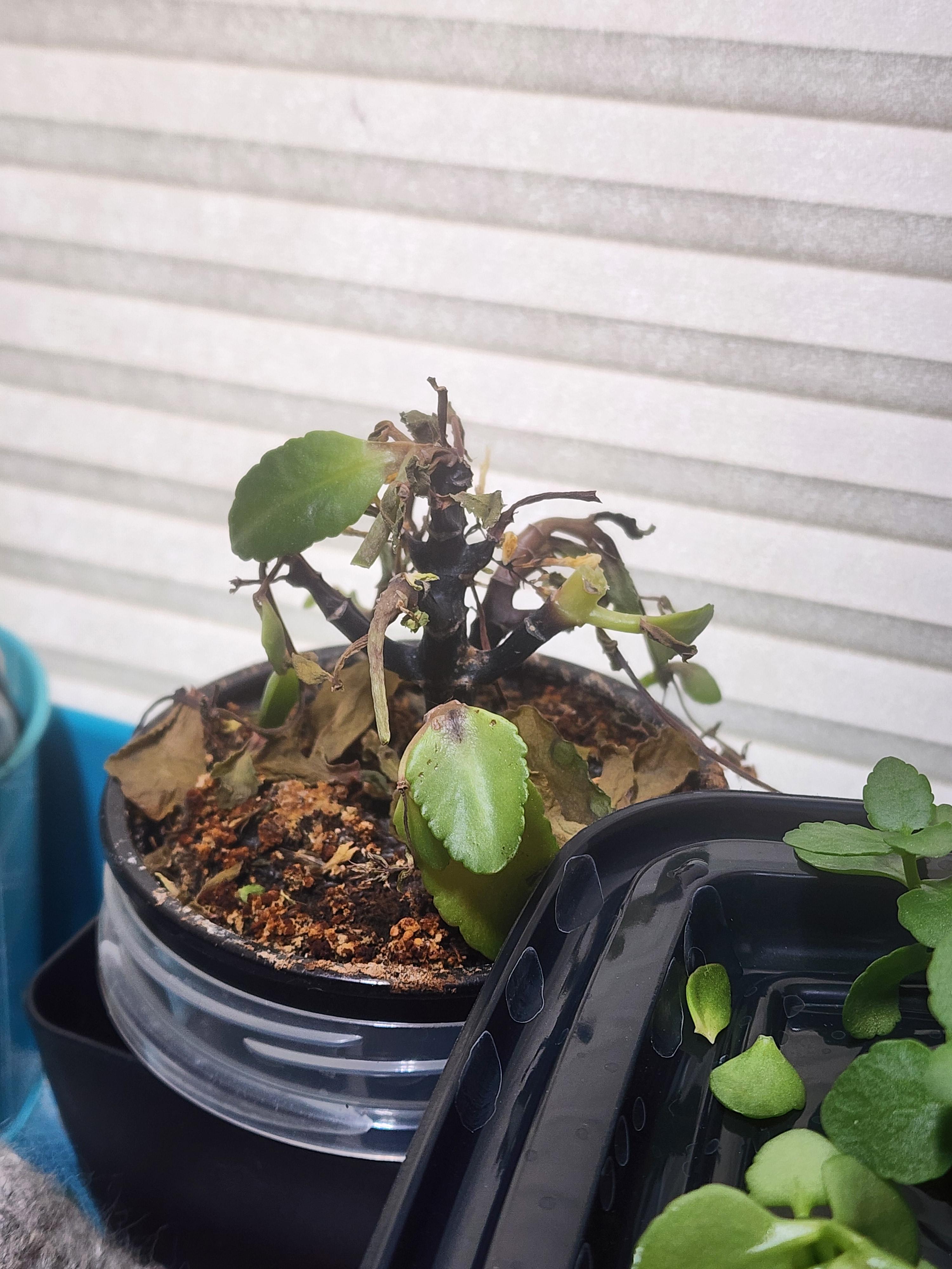 Stem turned black, so I followed advice on here, what now? | Scrolller