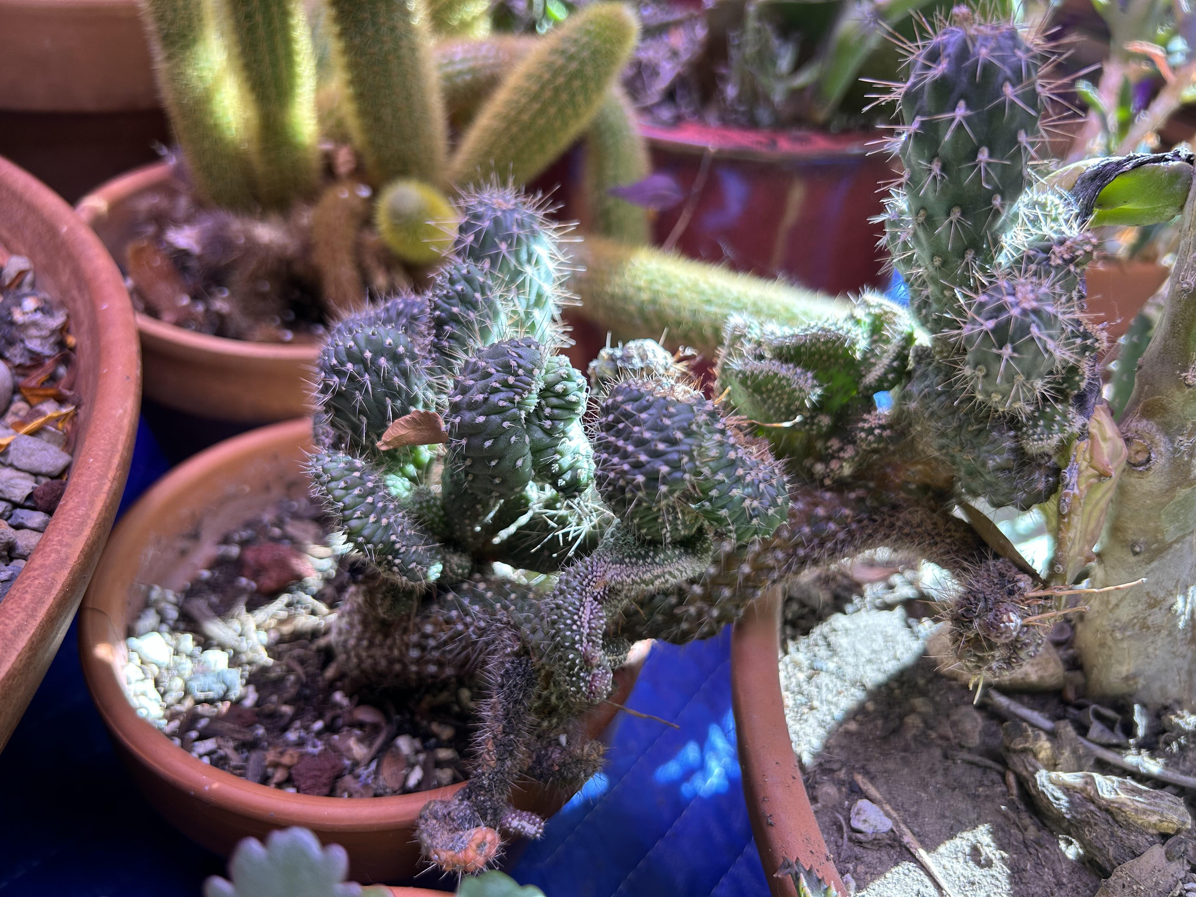 Early stages of a Cholla prop folding in on itself. | Scrolller