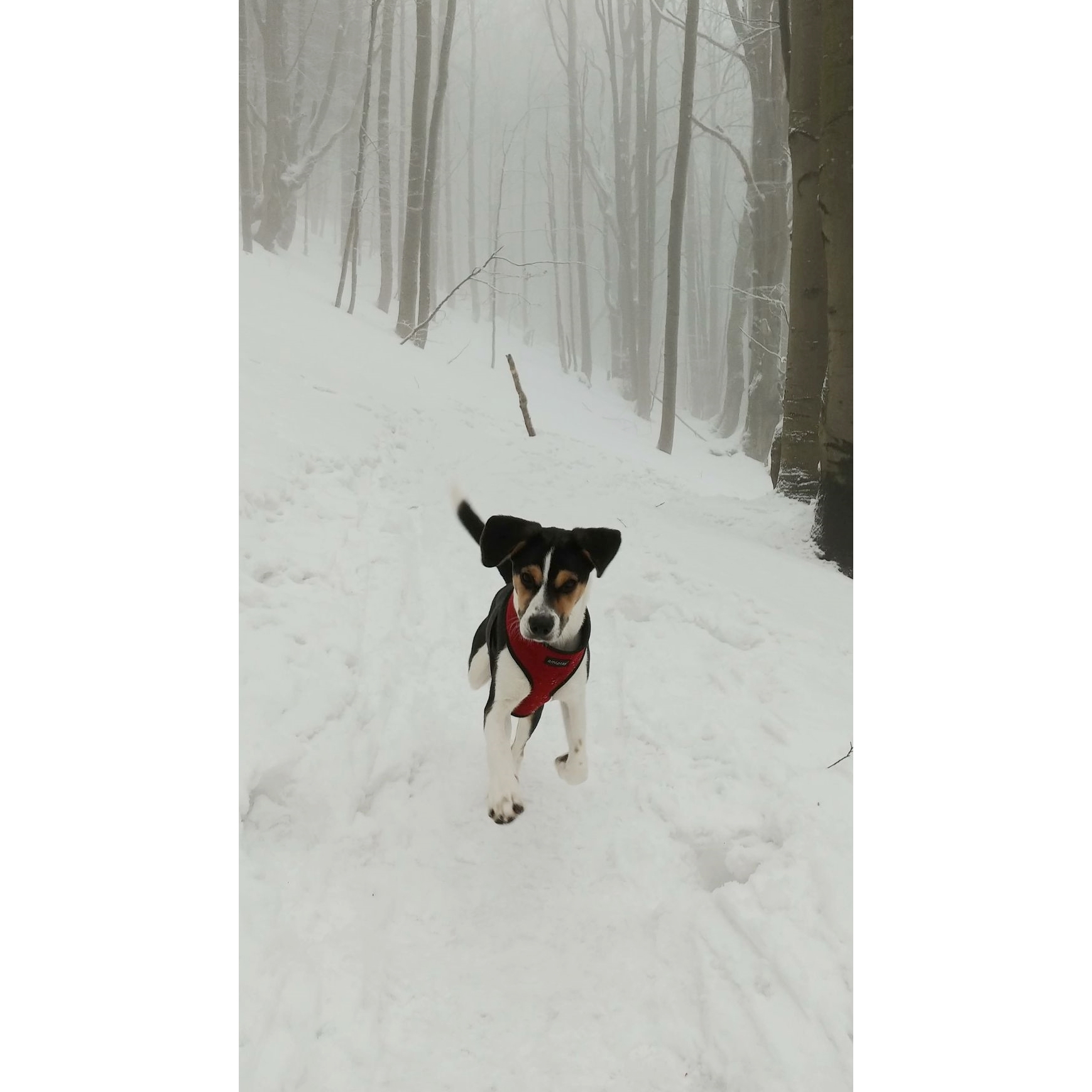 Discover more like Aww: I made wooden portrait of my friend's dog. [OC] and Related Content ...