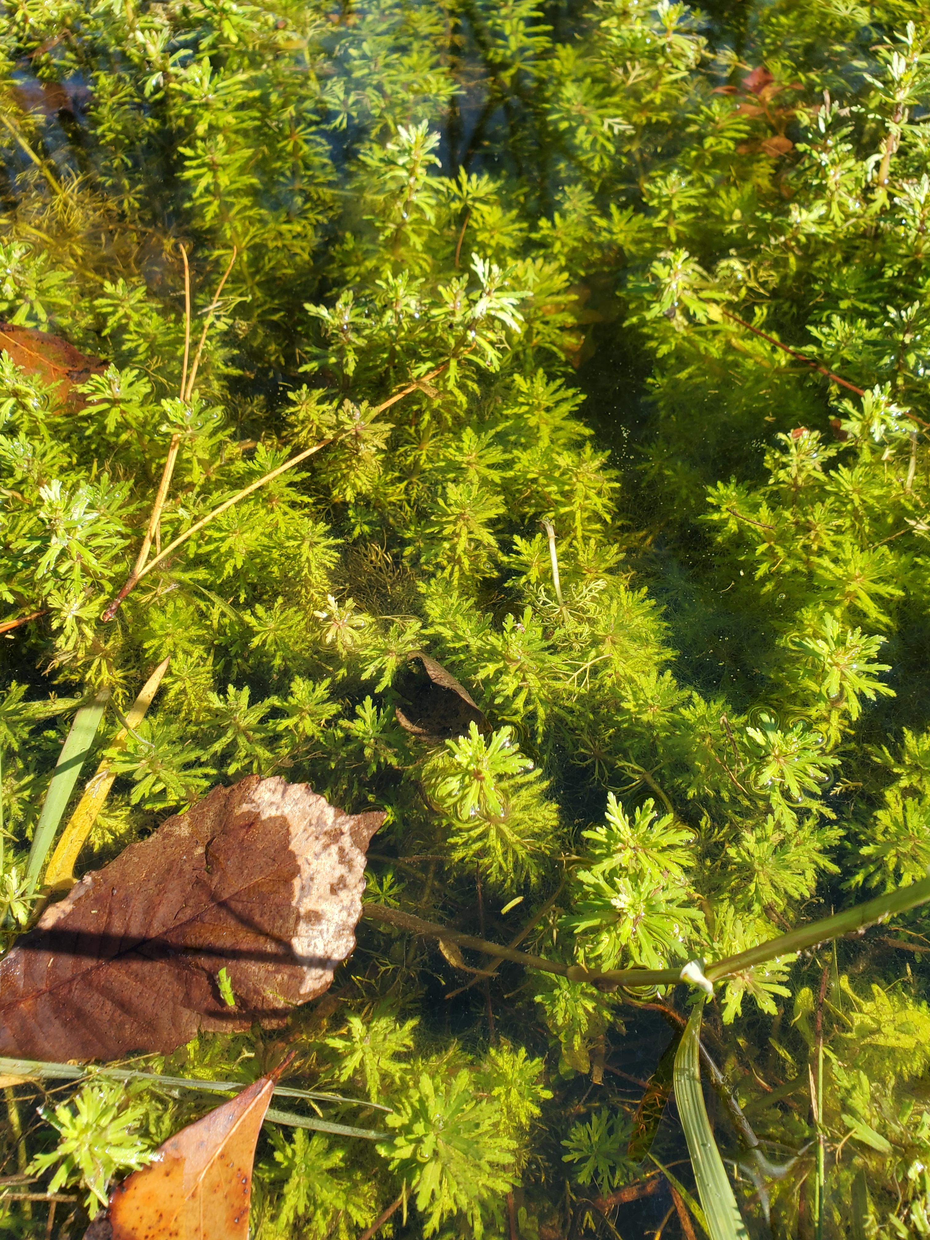 Plant ID? | Scrolller