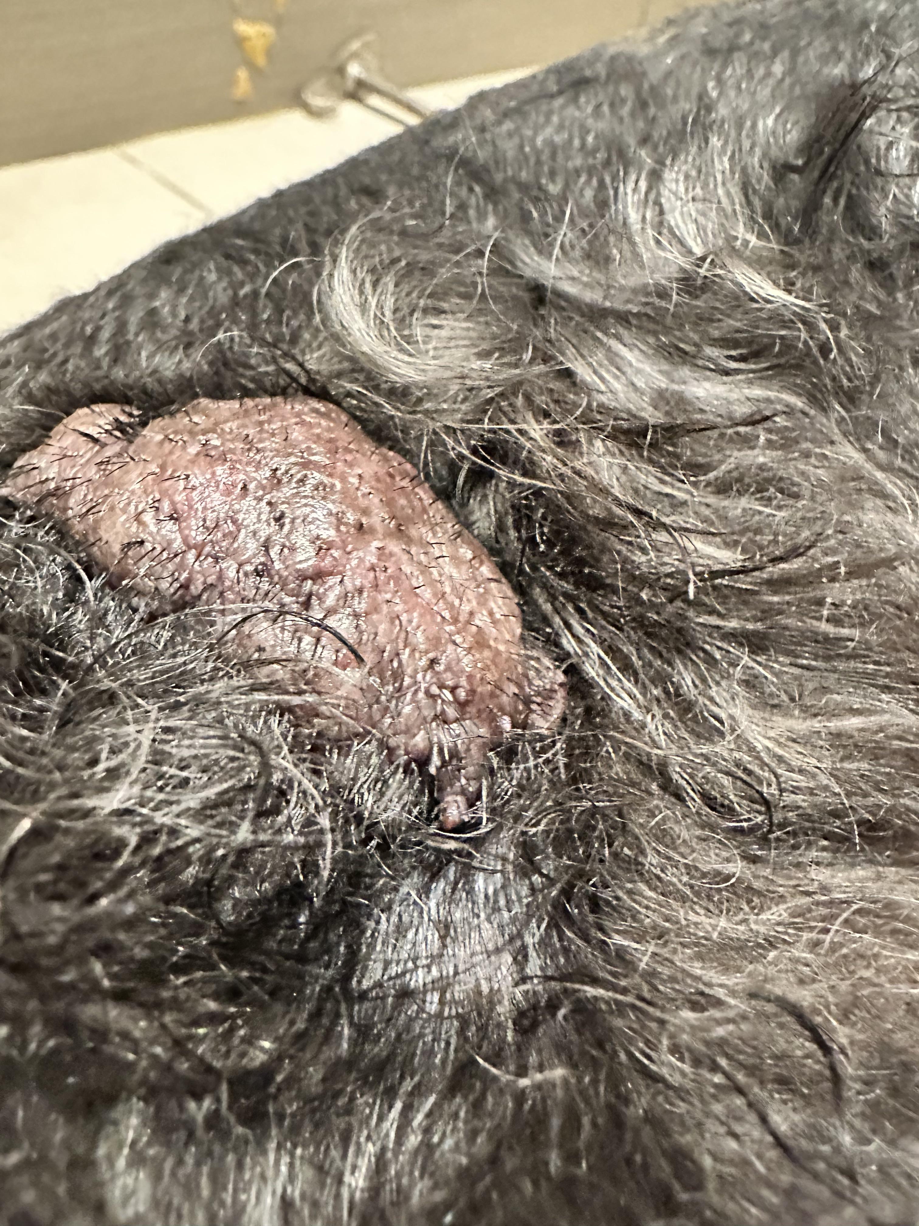 What is this lump? | Scrolller