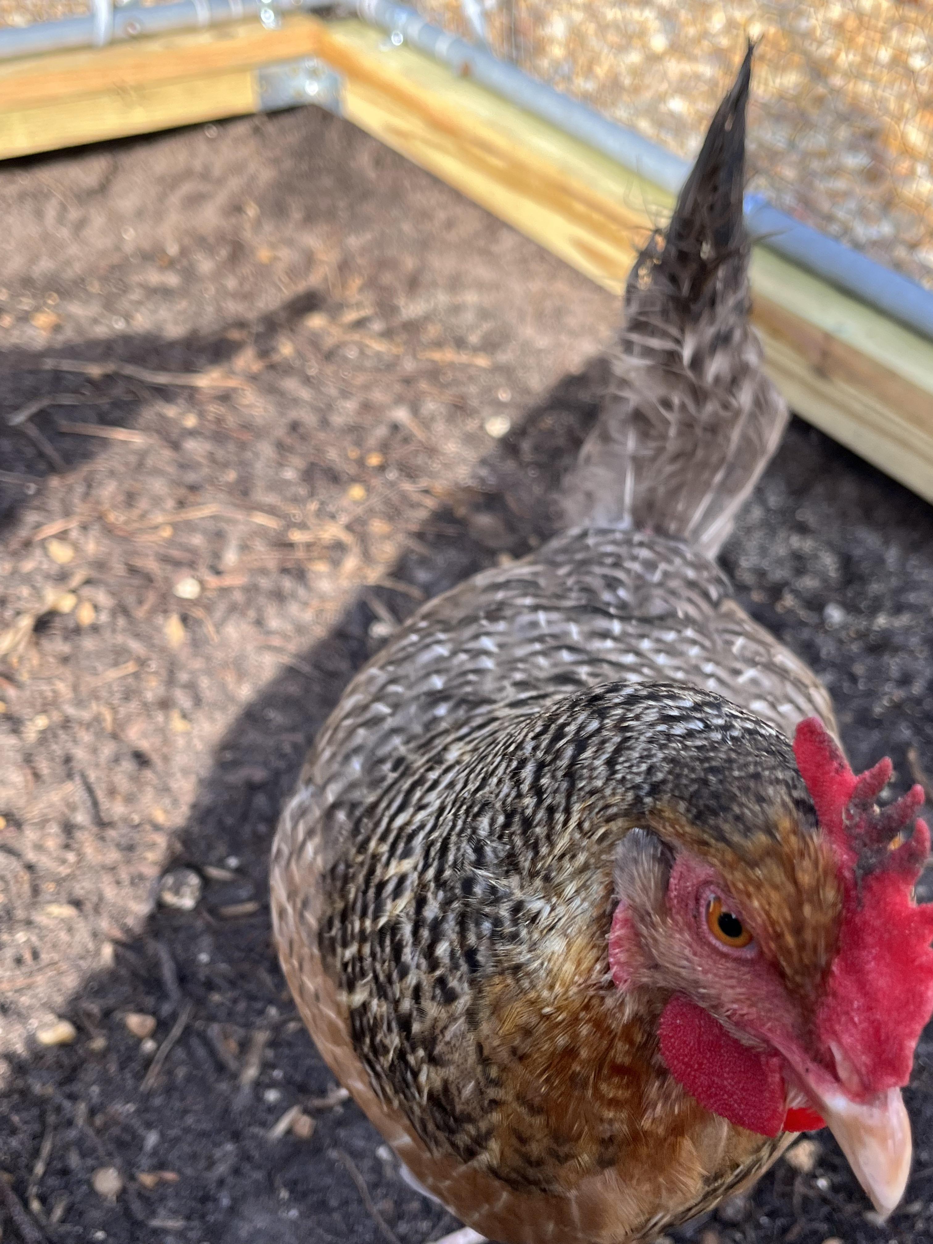 Breed ID | Scrolller