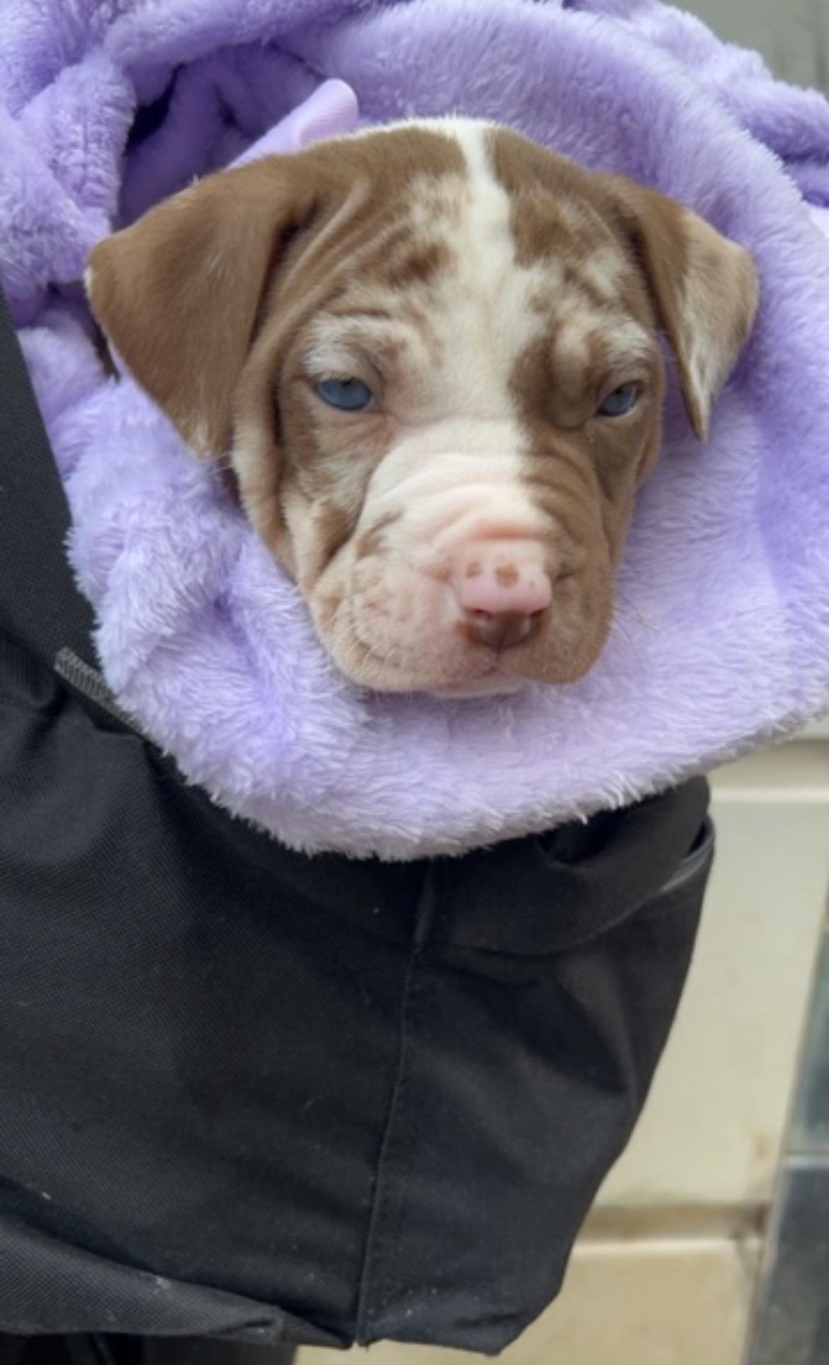 Let’s see your bully breeds🩵🩷 | Scrolller