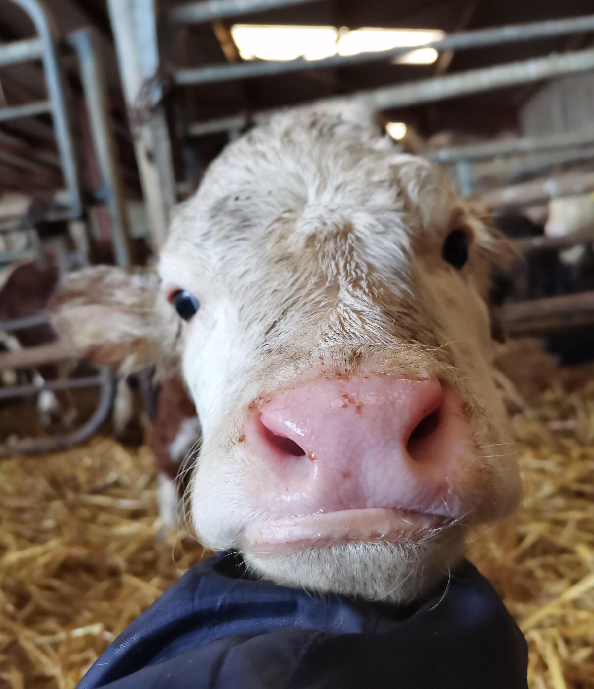 Spot is a very big fan of scratches | Scrolller