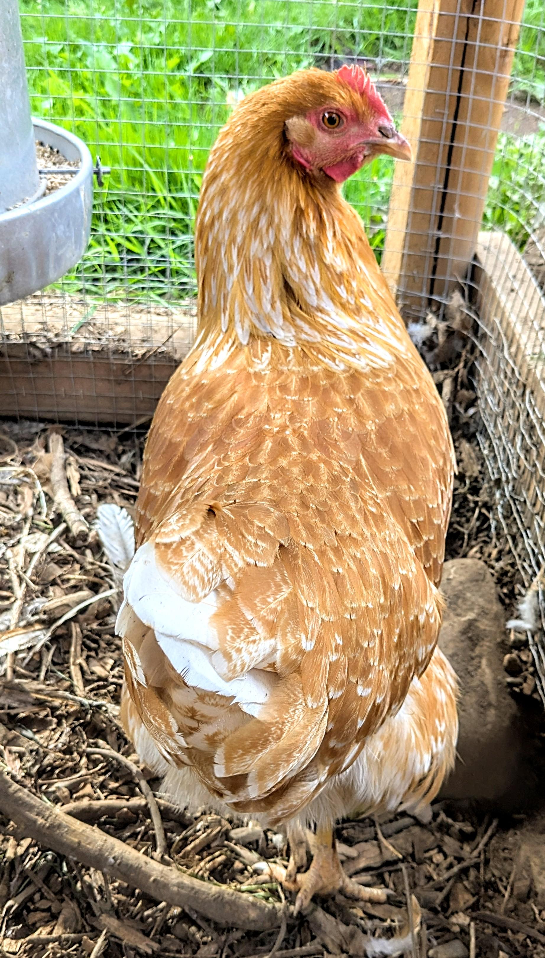 Can anyone identify the breeds/mixes of these pullets? | Scrolller