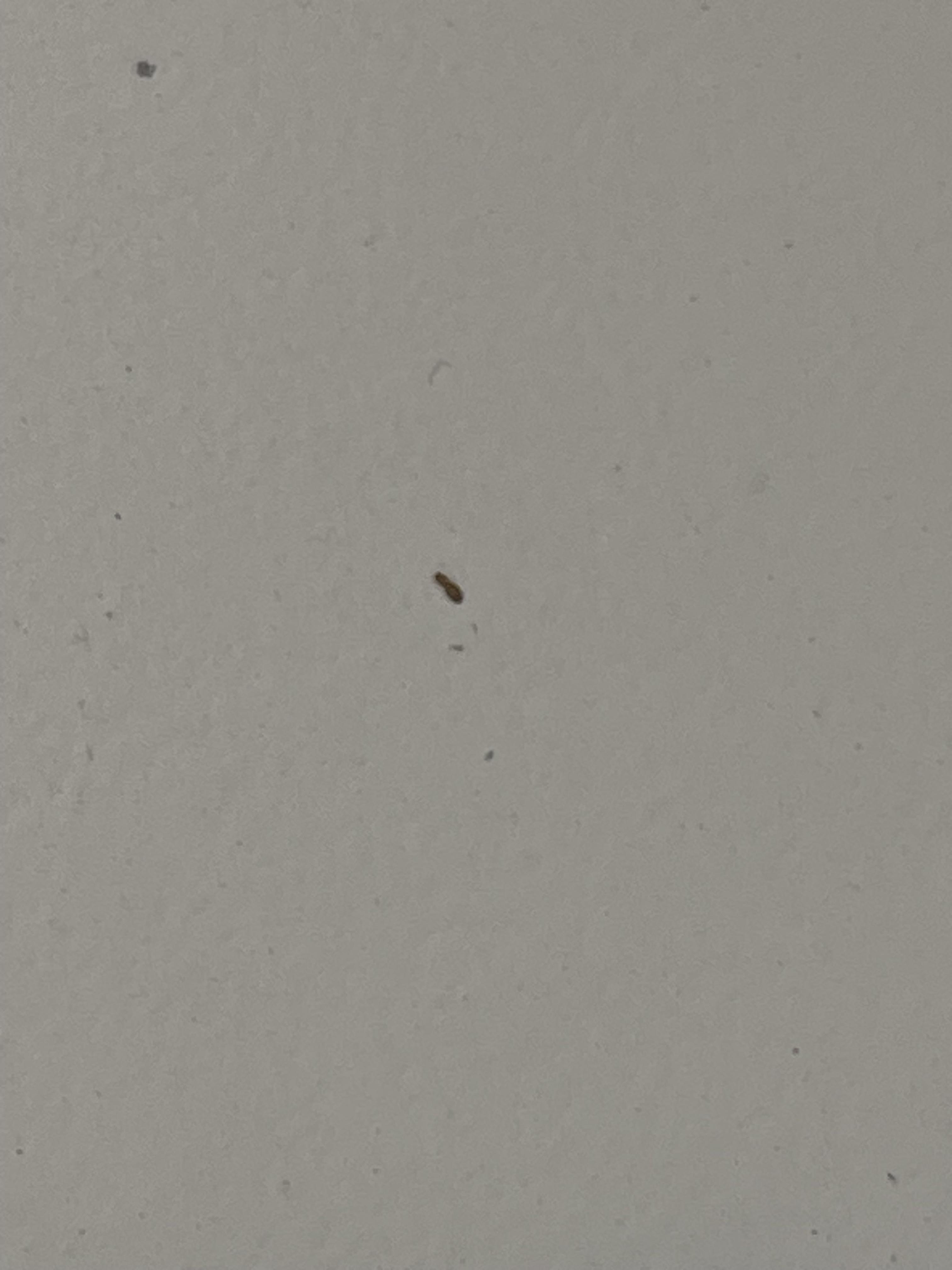 Discover more like Whatisthisbug: Need help identifying pantry bug and Related Content | Scrolller