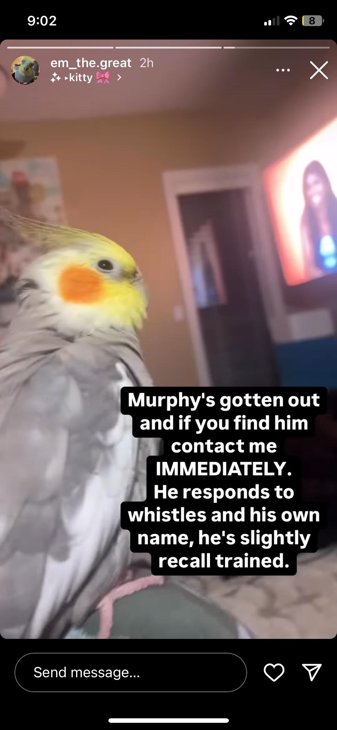 Lost bird | Scrolller