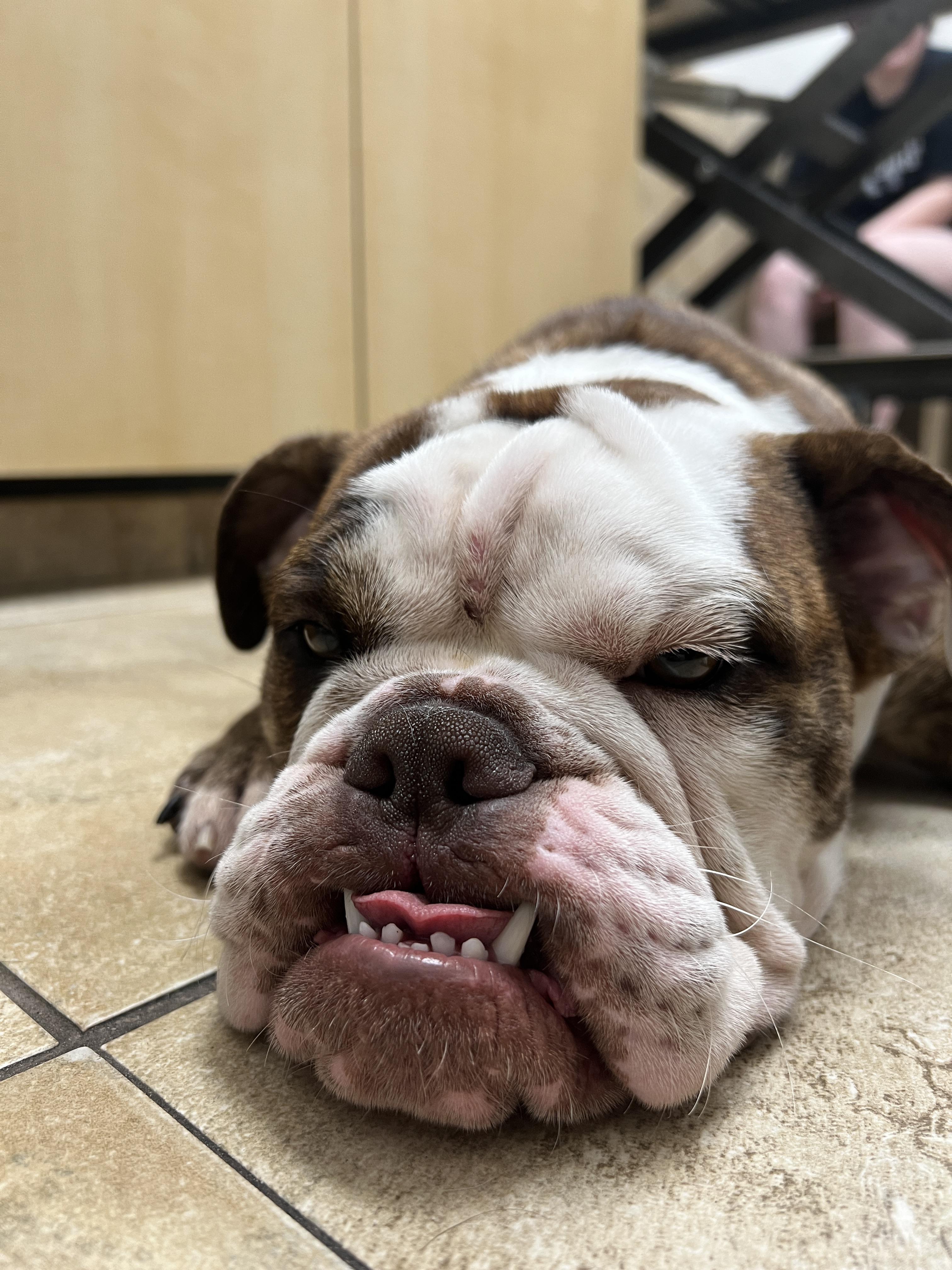 Final vet visit for Kuma! | Scrolller