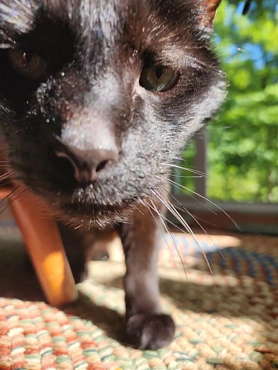 The king, basking in the sunny spot | Scrolller