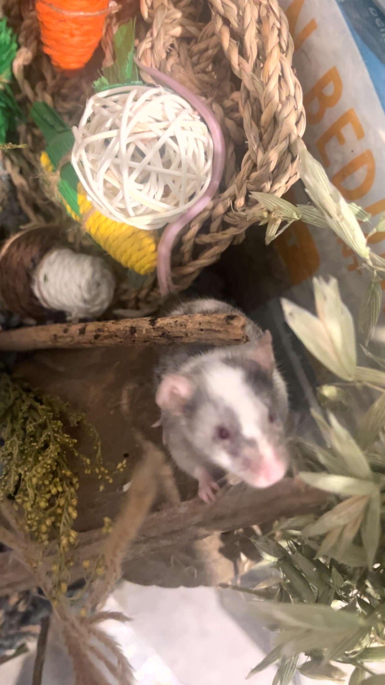 Upgraded his enclosure! Tips on bonding? | Scrolller