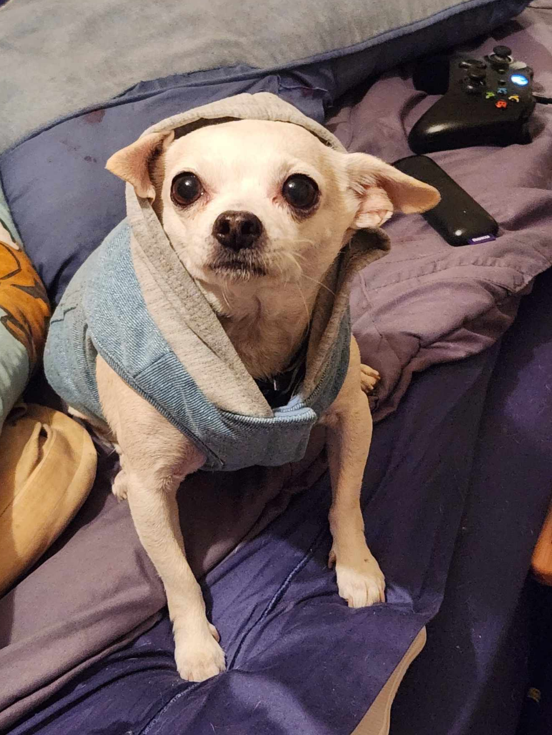 Pluto in his new jacket💙 | Scrolller