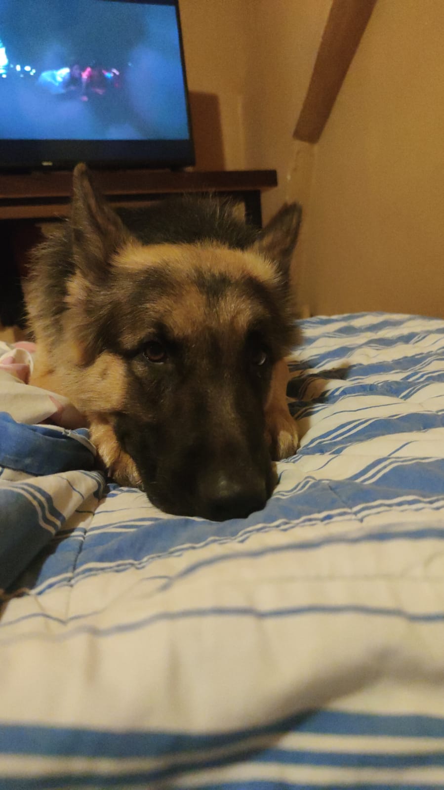 My GSD trying to climb up my bed | Scrolller