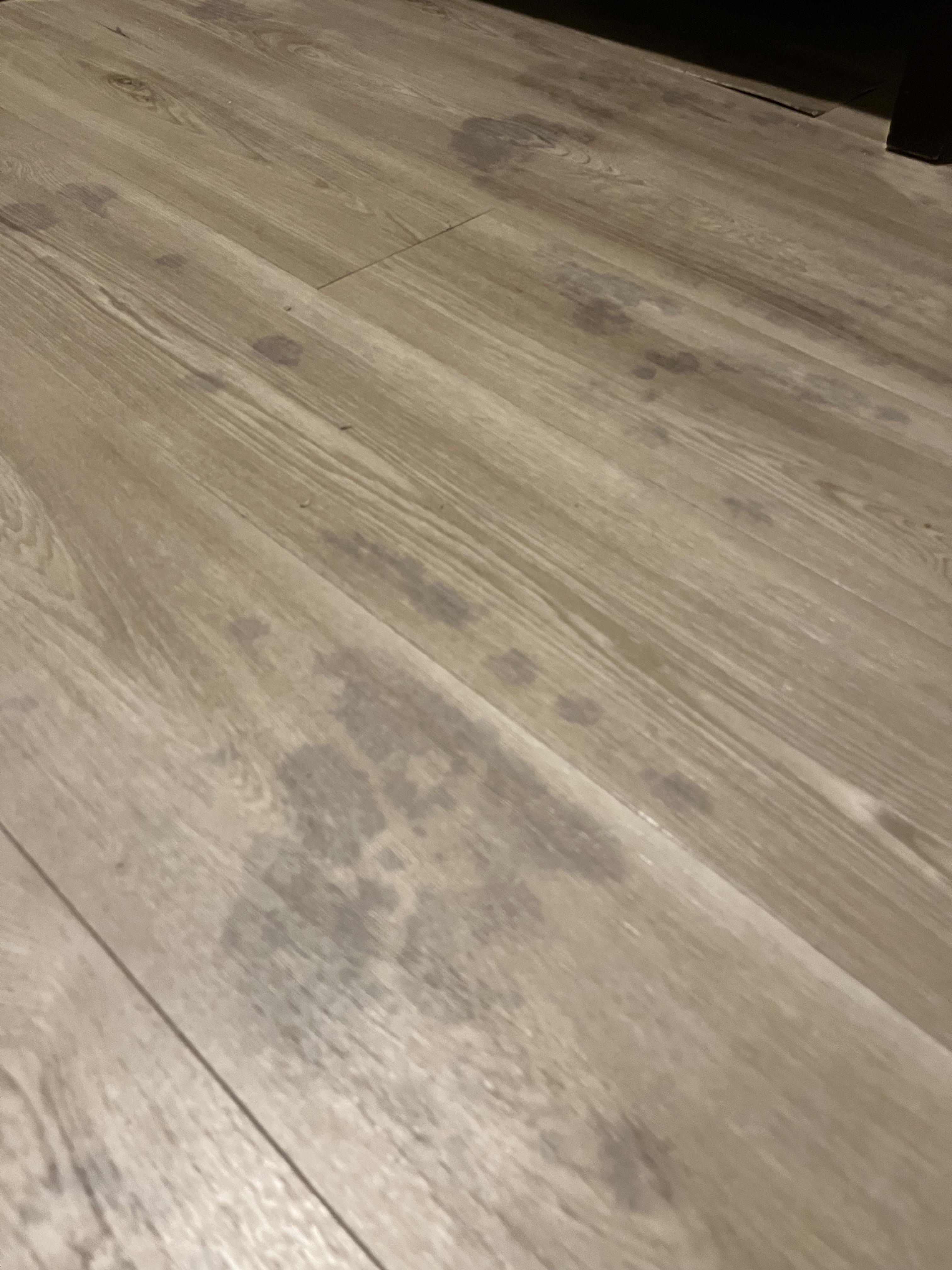 Is this mold under floor? | Scrolller