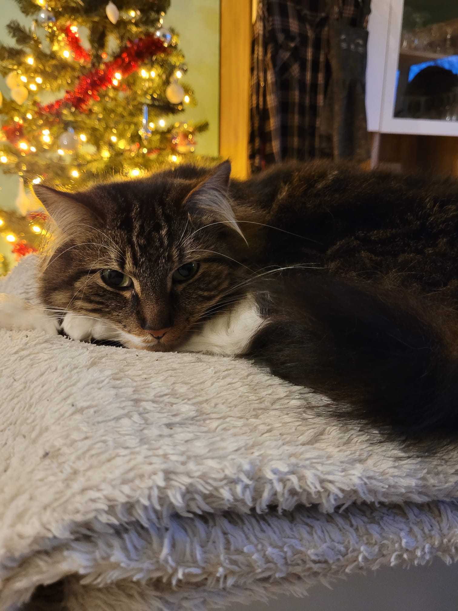 Finn wishing everyone a catty 2025 | Scrolller