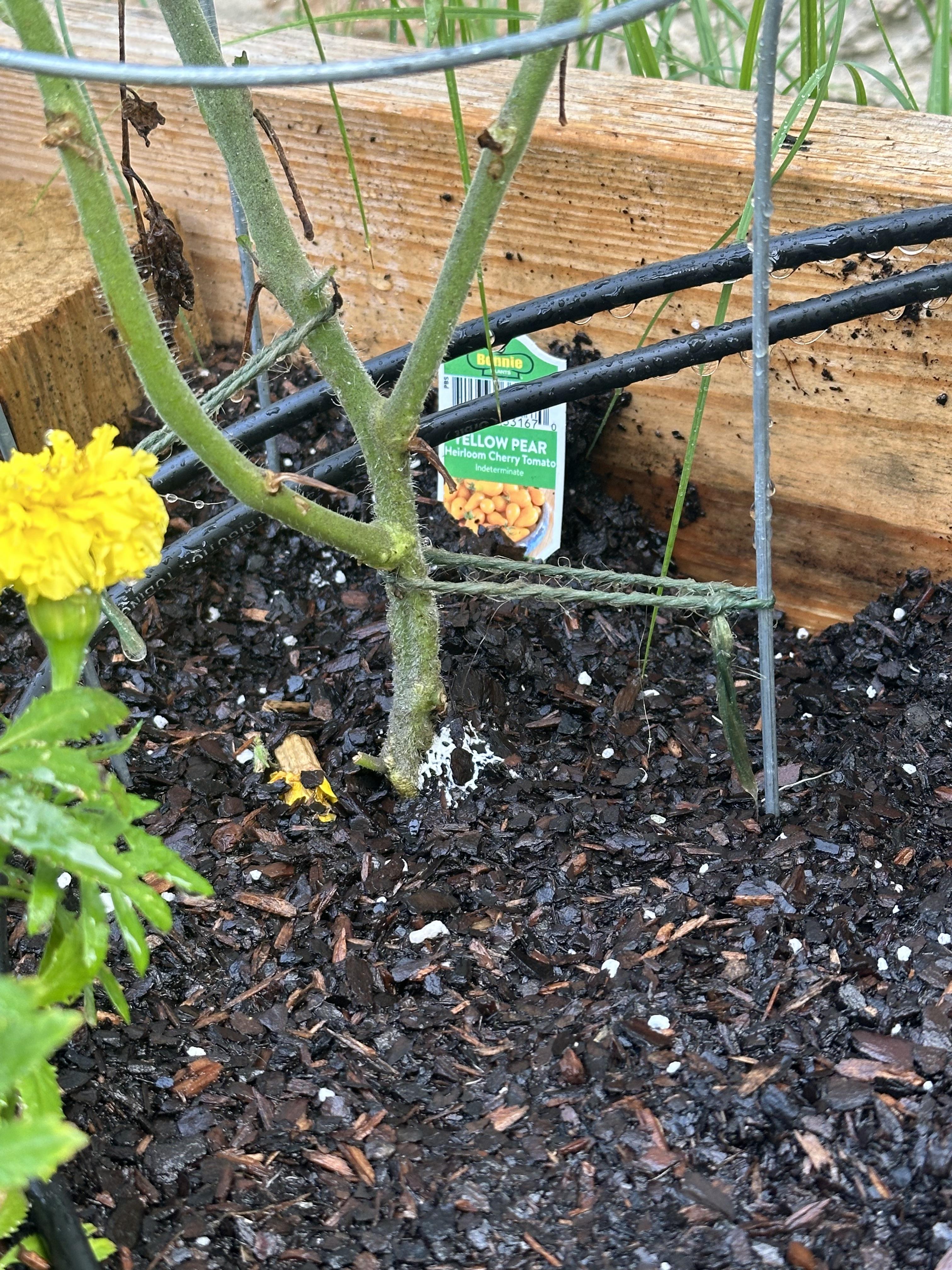 Help! what’s this? | Scrolller