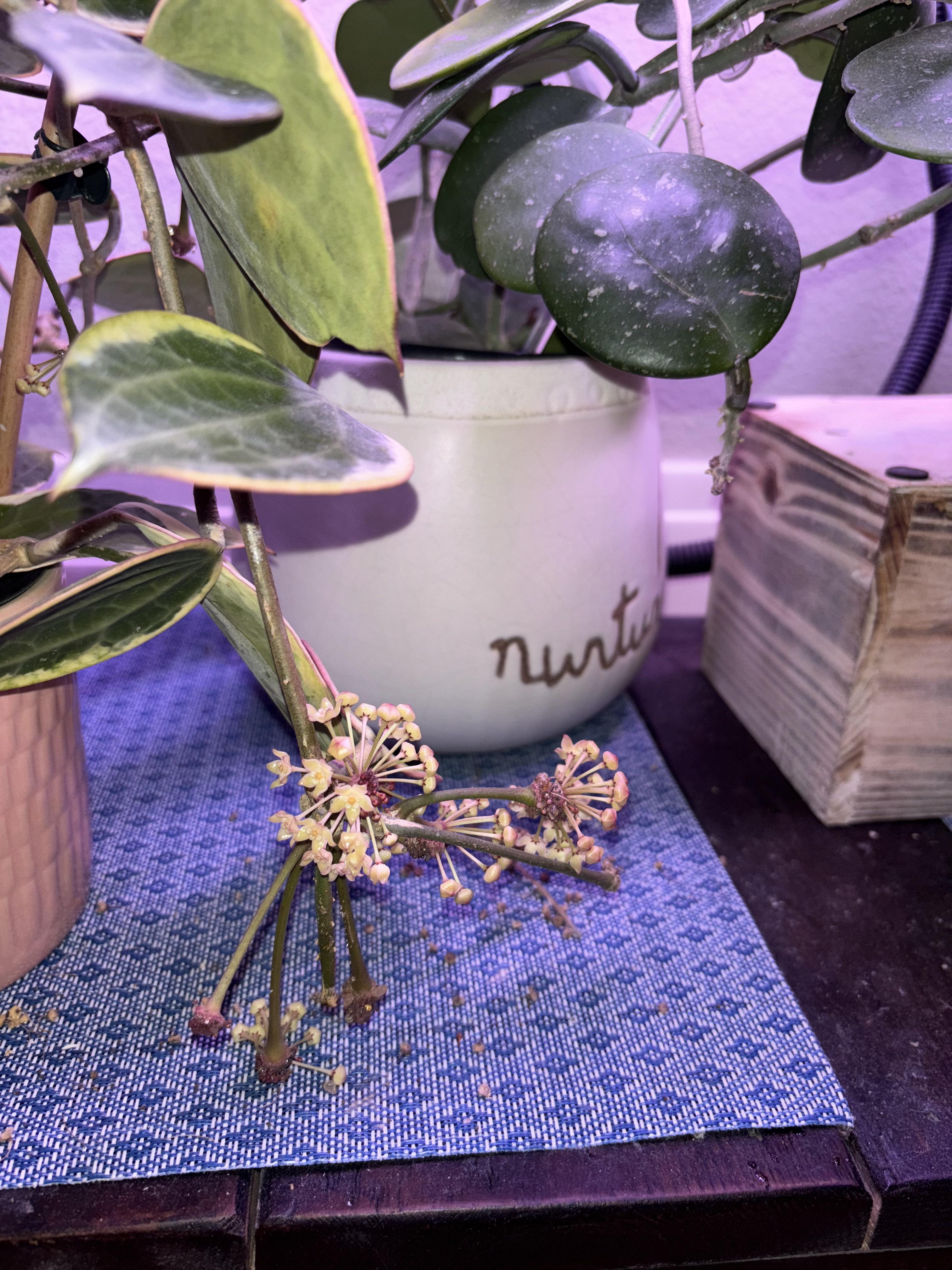 Ugly blooms | Scrolller