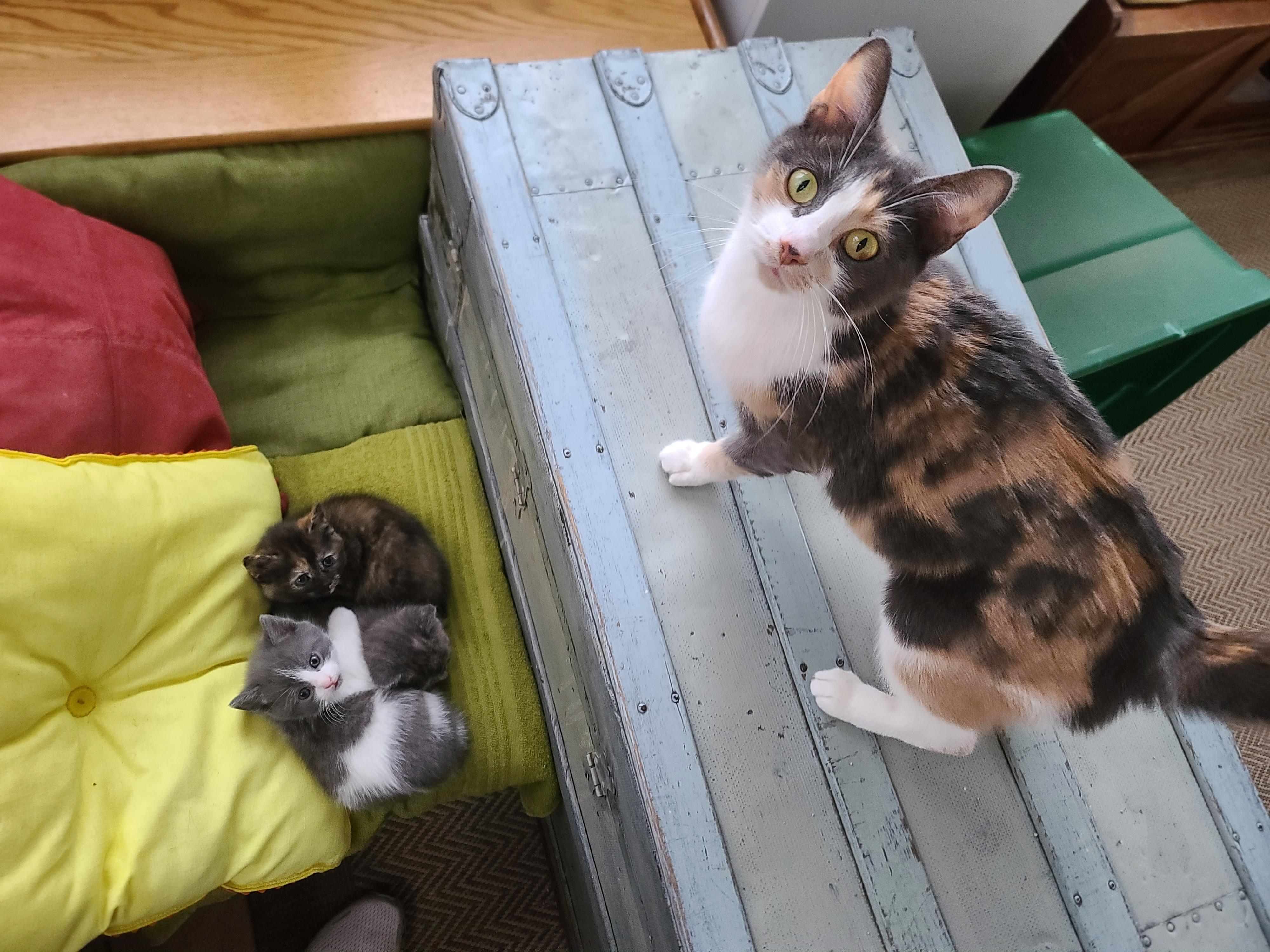 Picasso Update! | Scrolller