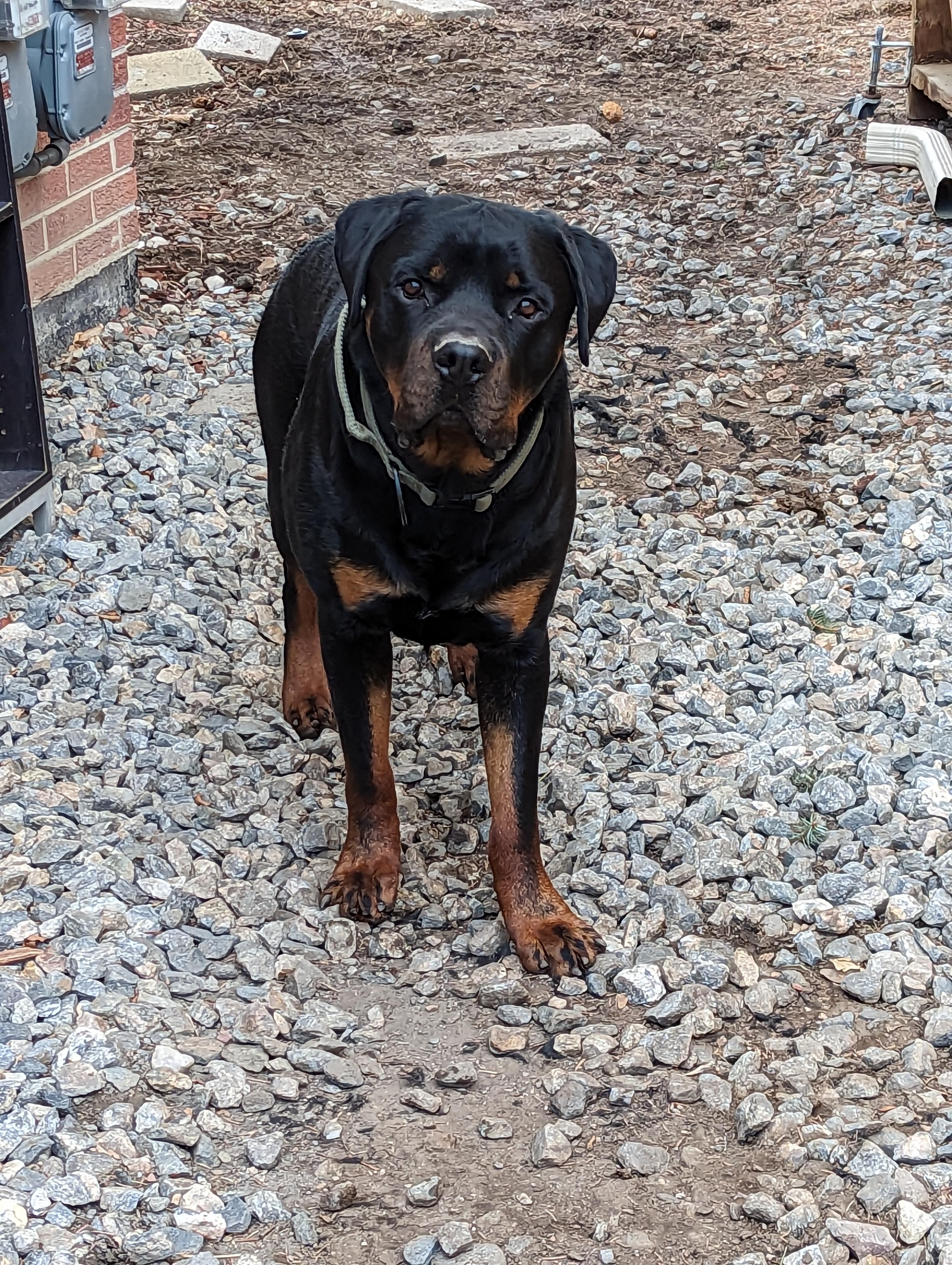 Dirty nose is the norm in this household | Scrolller