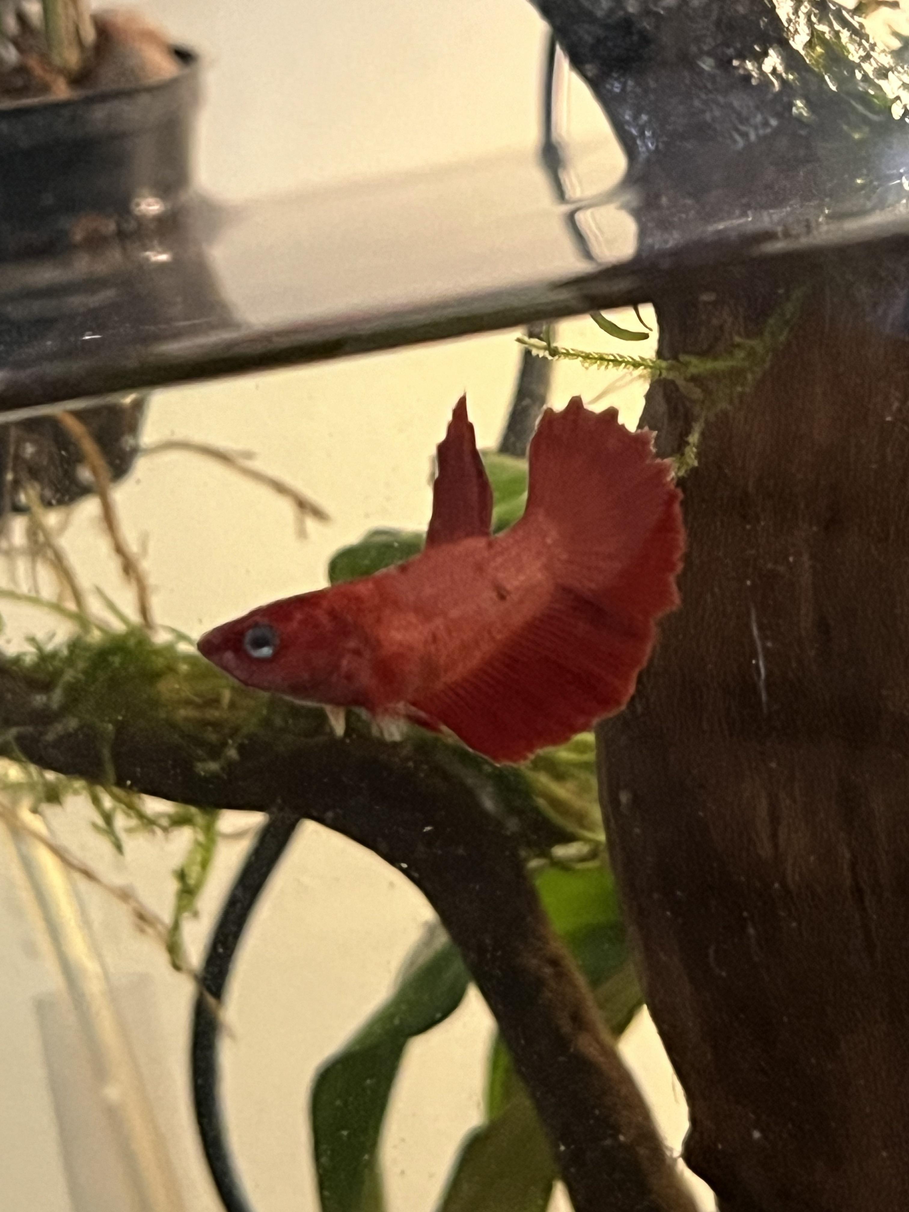 Weird black spots | Scrolller