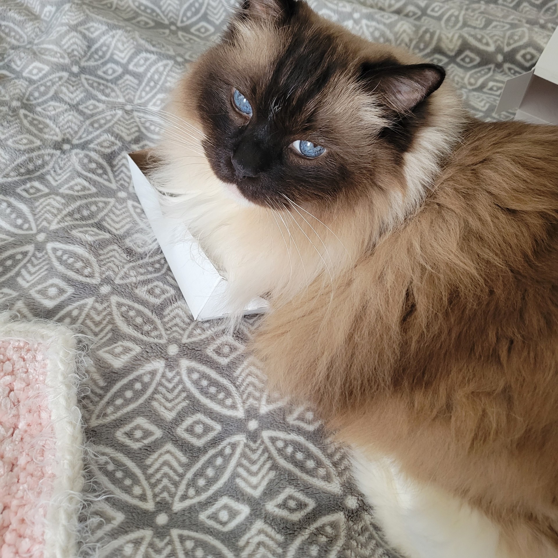 My moms 15 year old floof | Scrolller