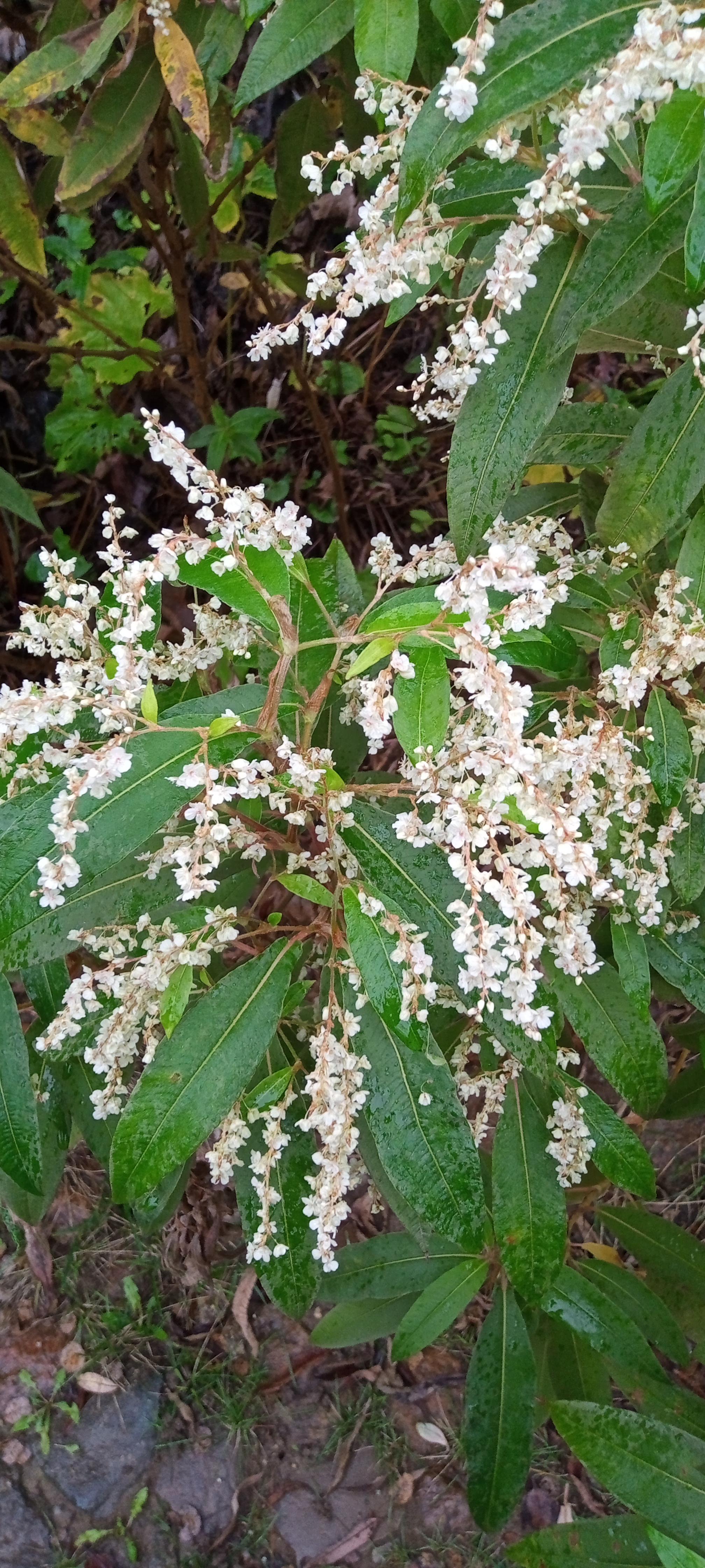 Help identifying this plant | Scrolller