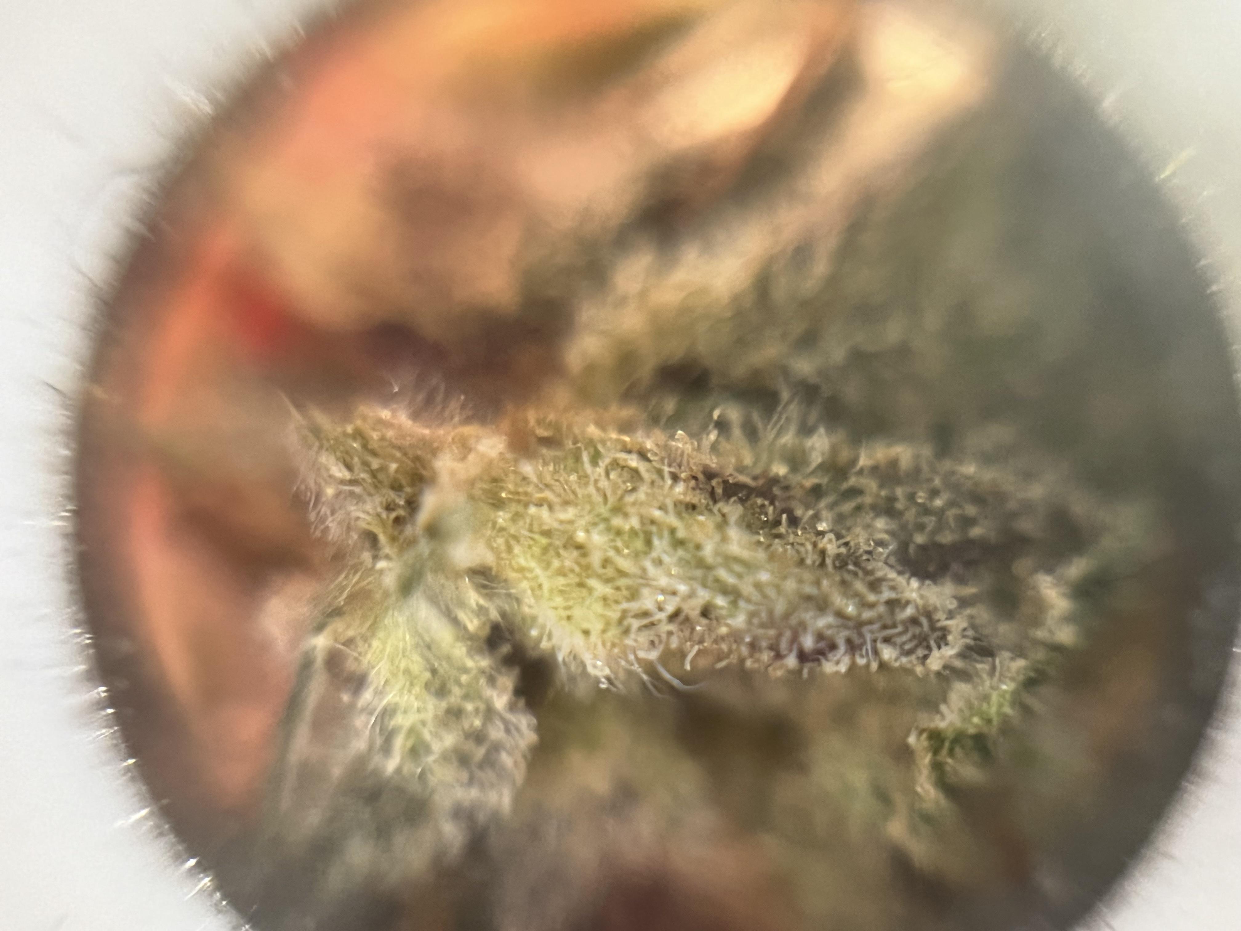 Mold on the steam? | Scrolller