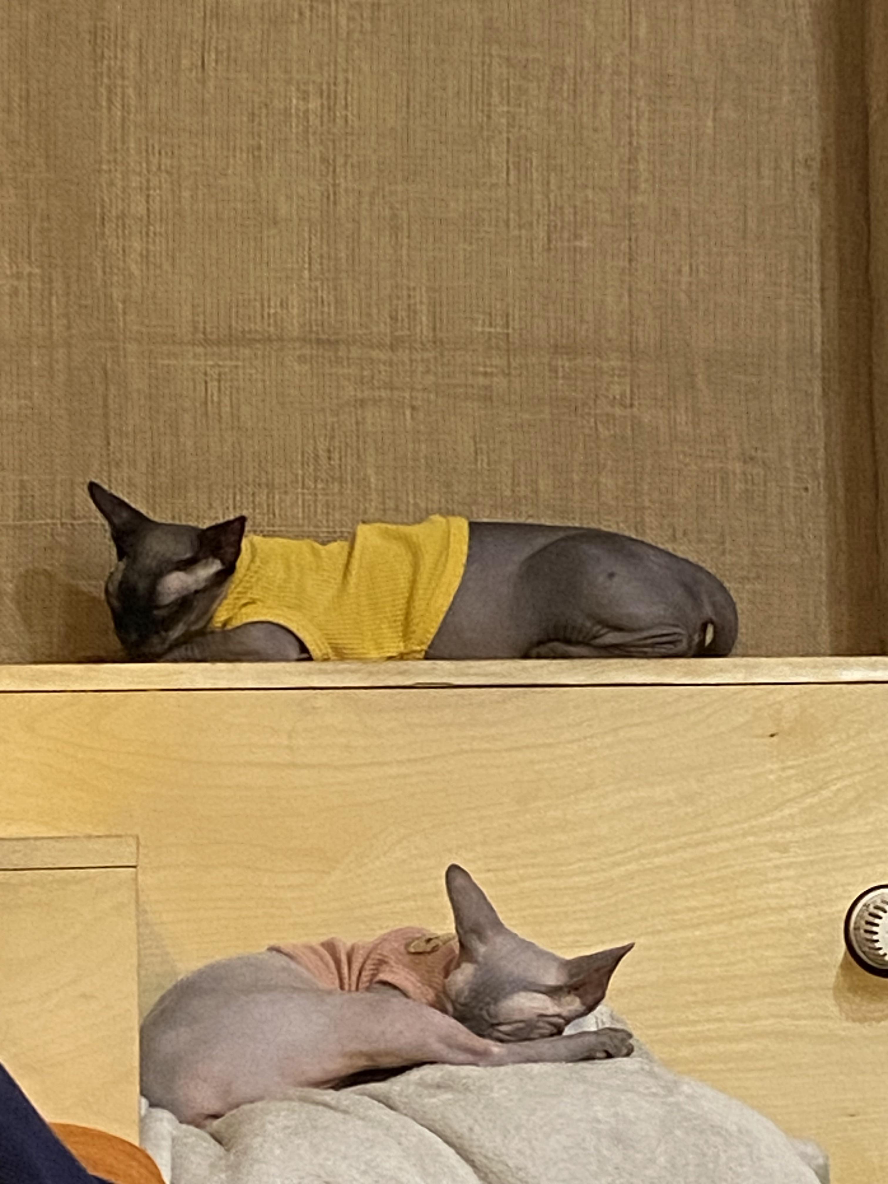 BINGUS IN CAT CAFE⁉️⁉️⁉️⁉️ (they are very eepy) | Scrolller