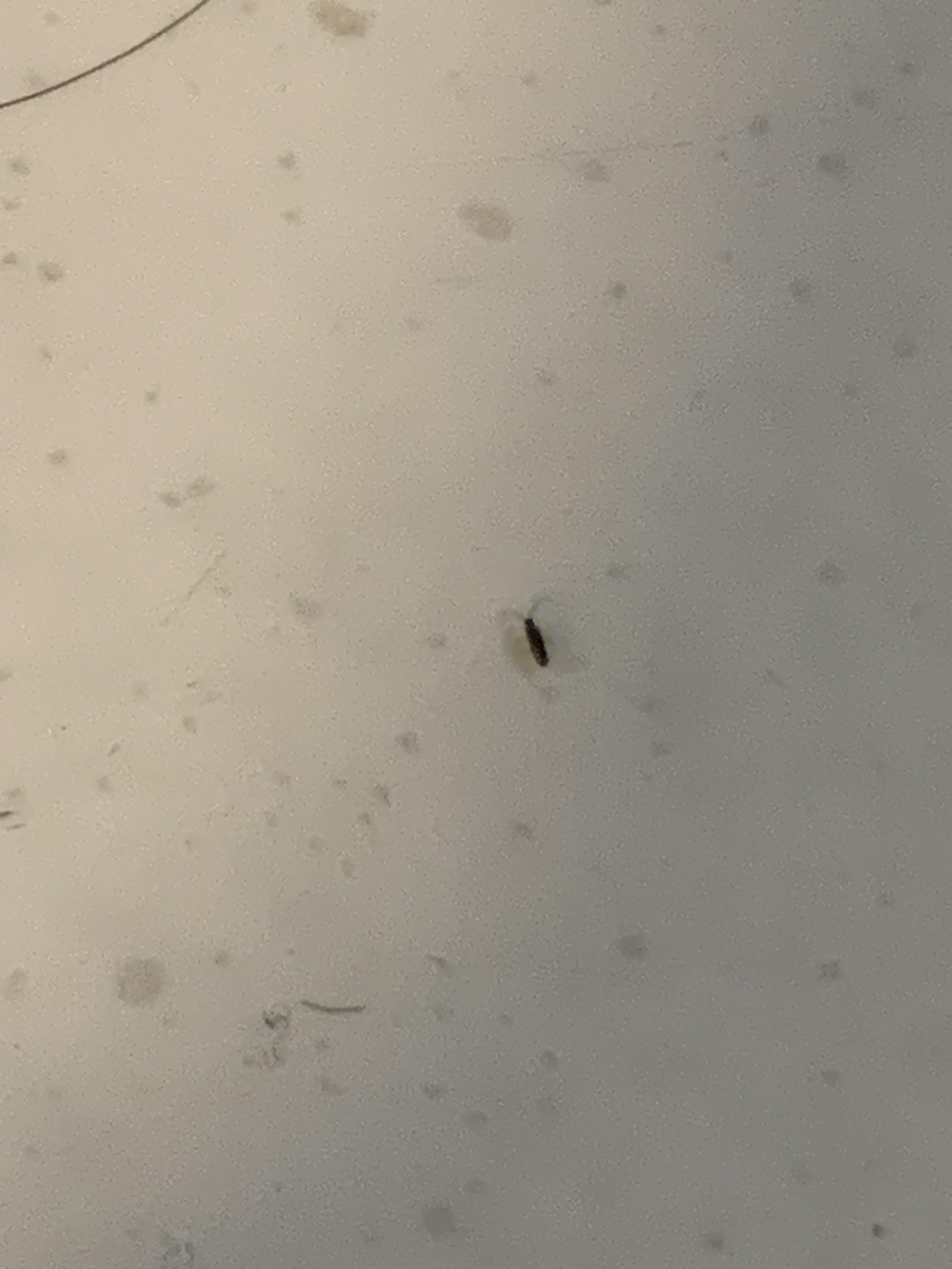 These bugs are all over my apartment, what are they??? | Scrolller