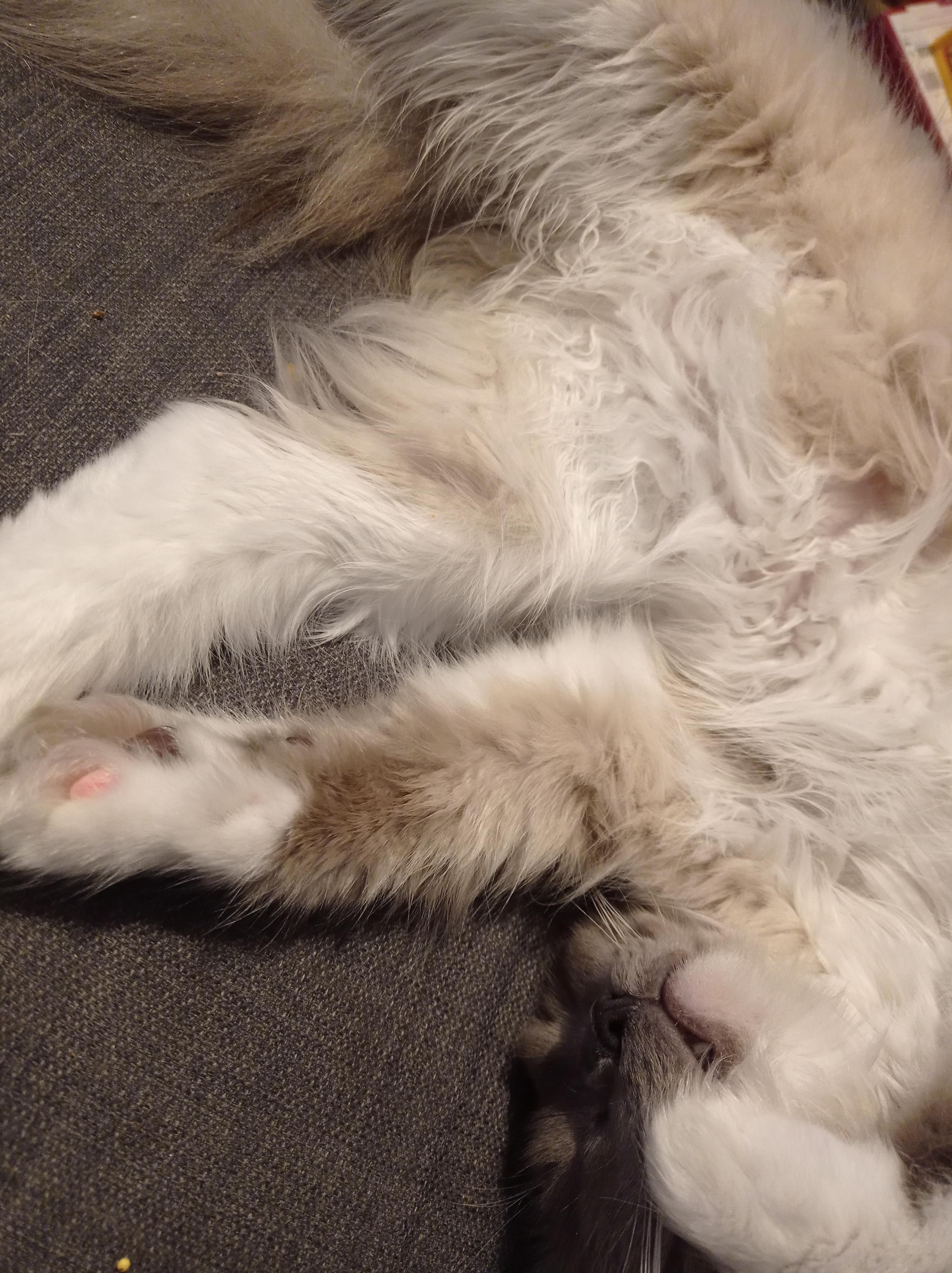 Mocha and his fluffy belloo | Scrolller