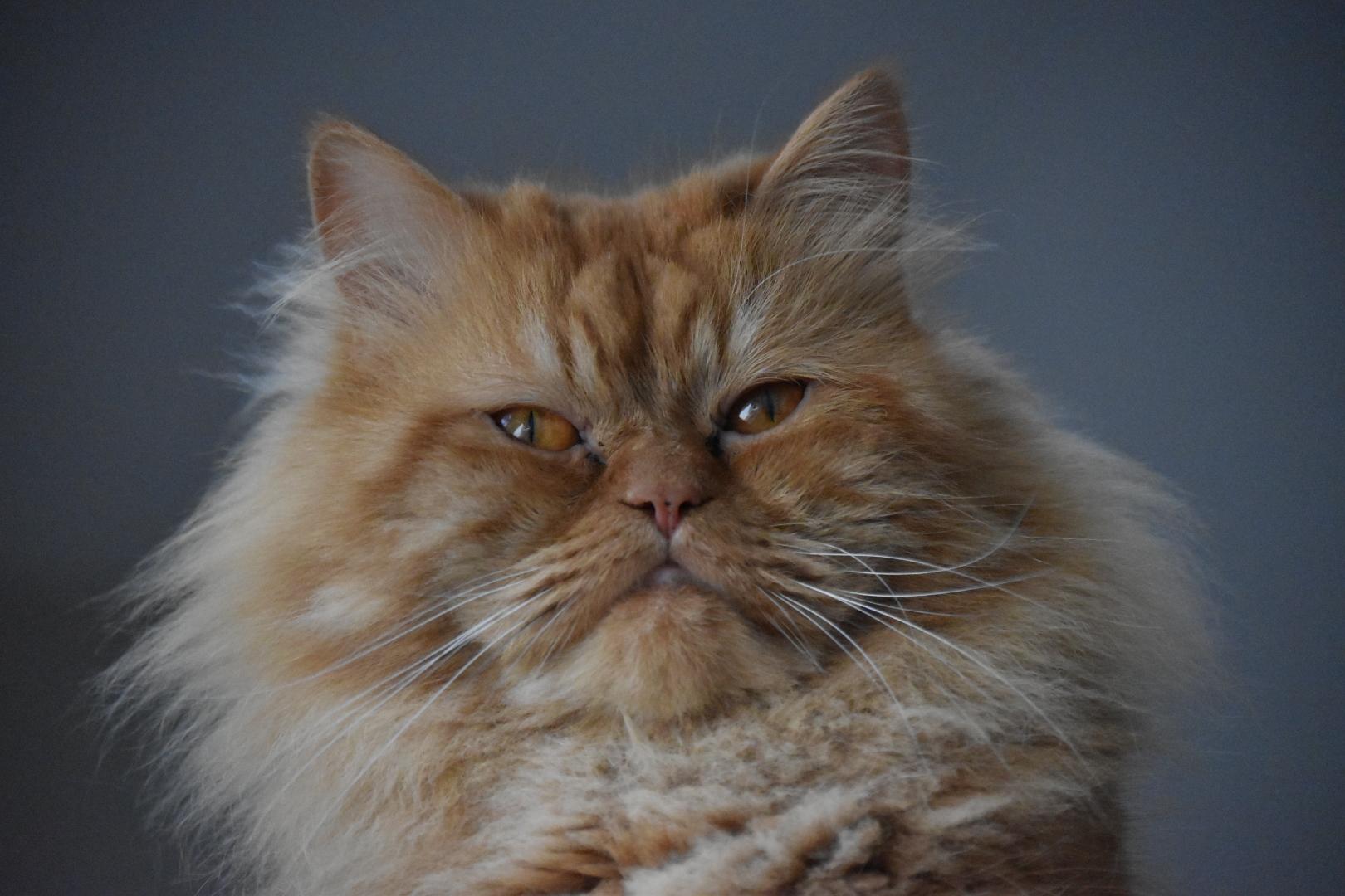 My cat Jojo | Scrolller