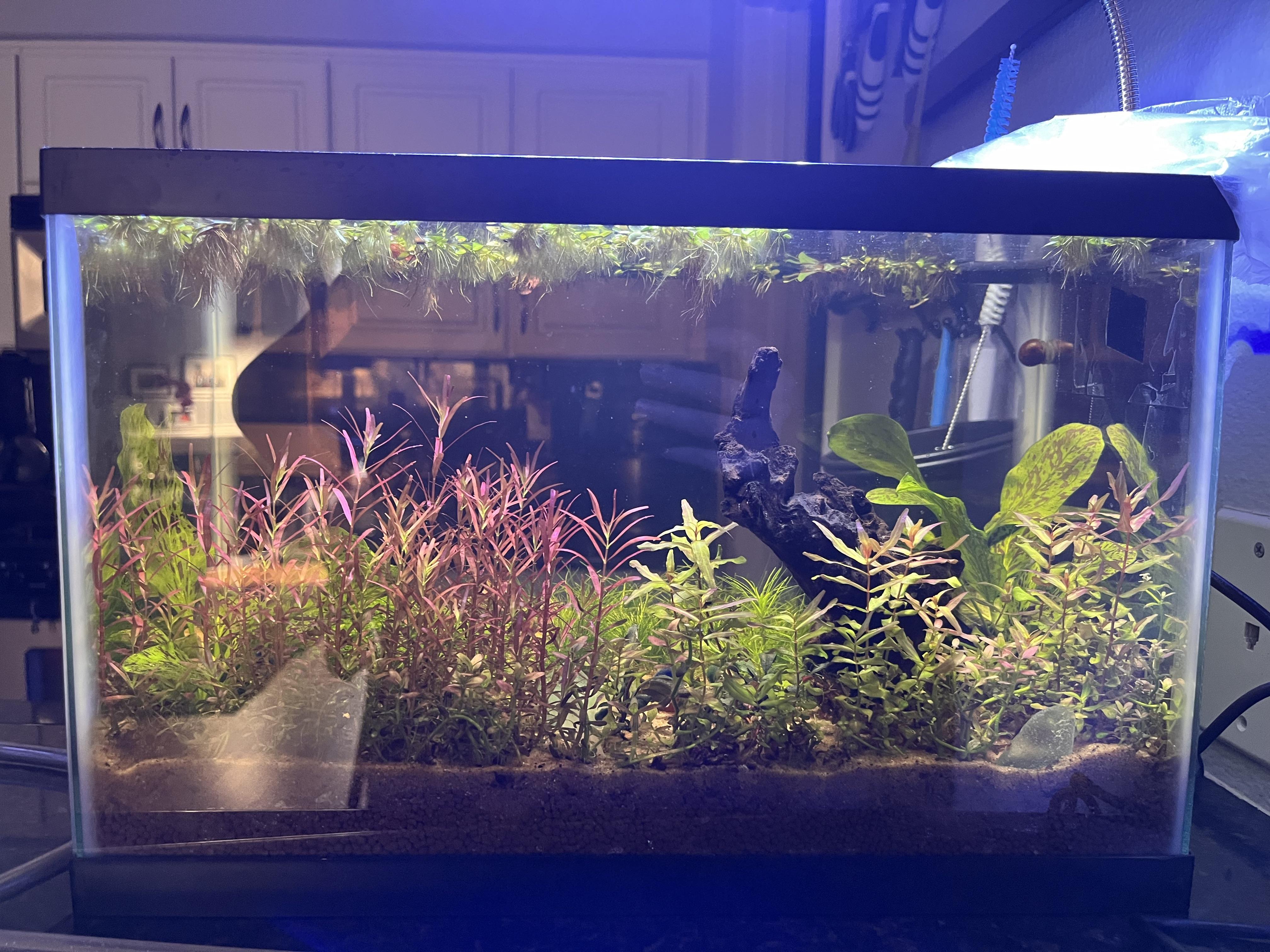 Why is my snail trying to escape? | Scrolller