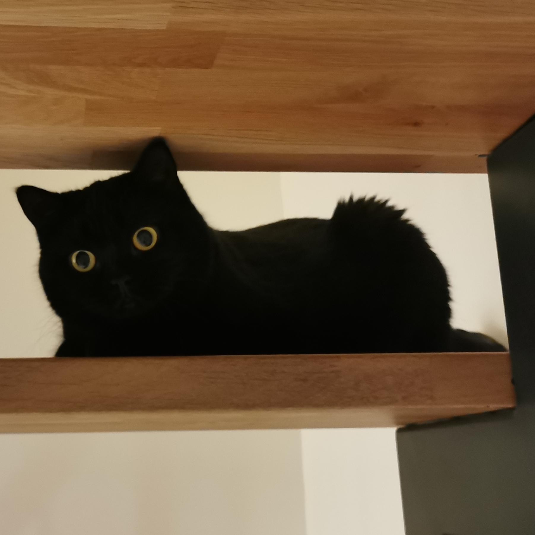 Our little demon | Scrolller