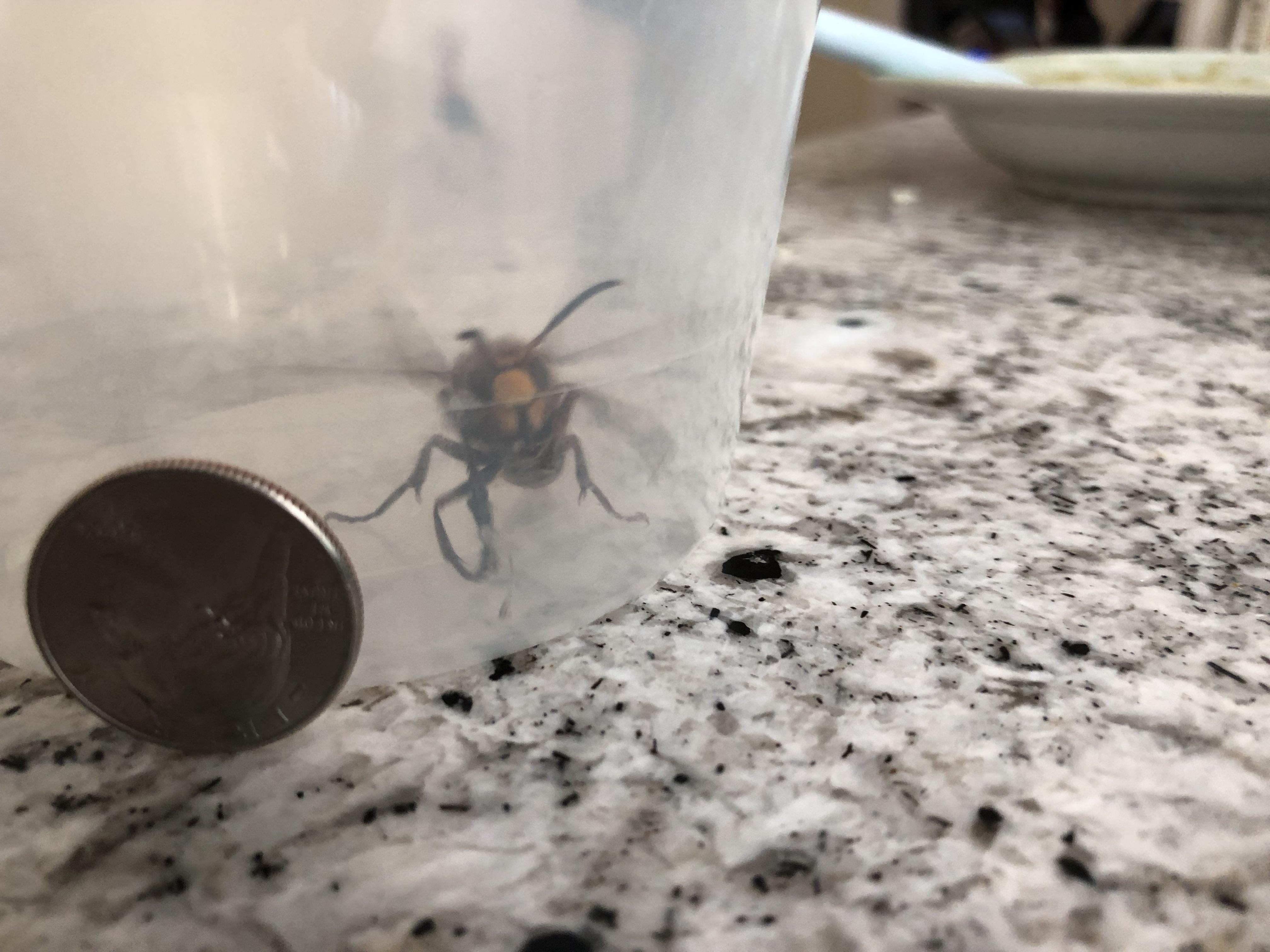 What is this giant wasp? | Scrolller