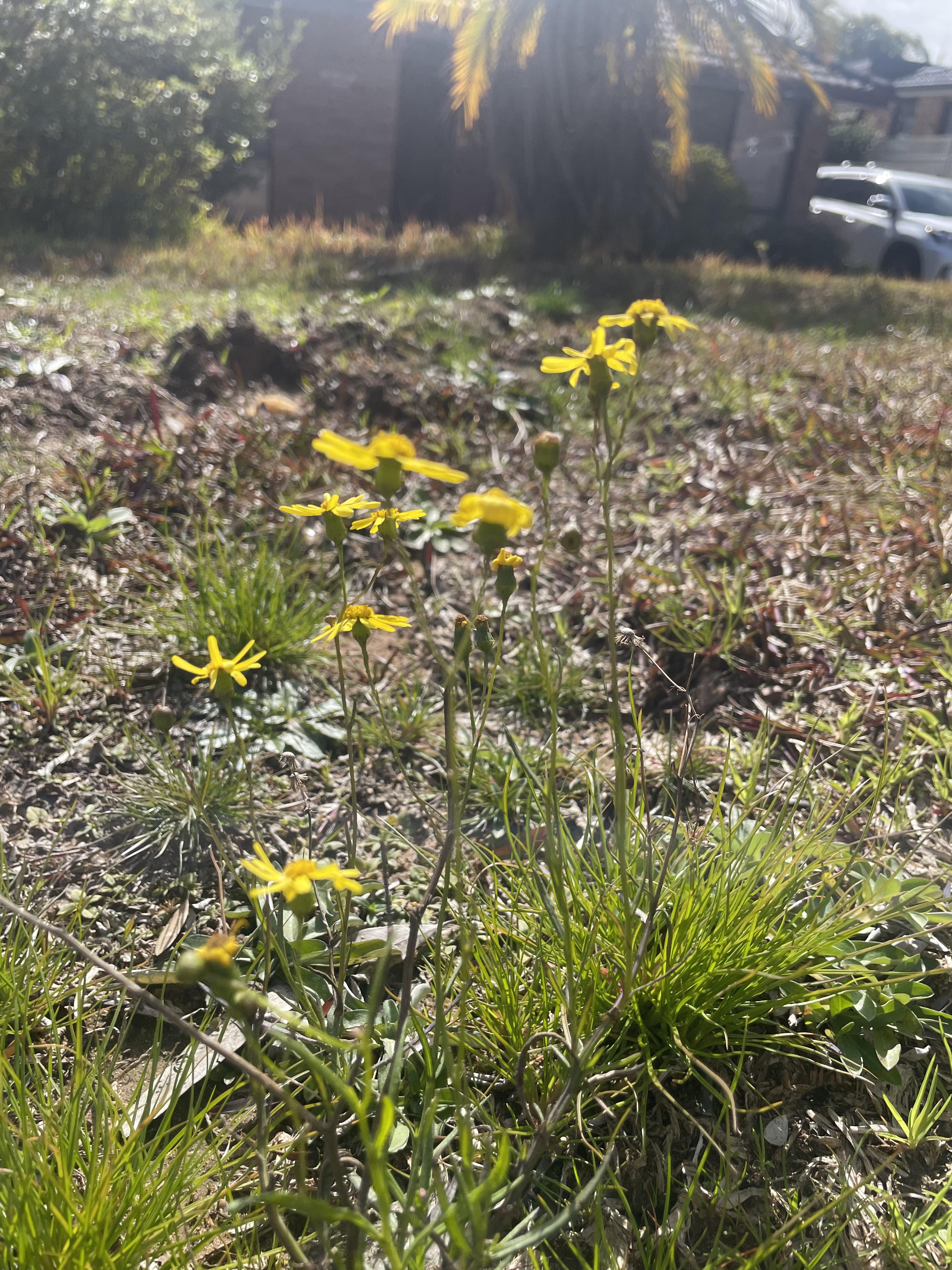 Please identify | Scrolller