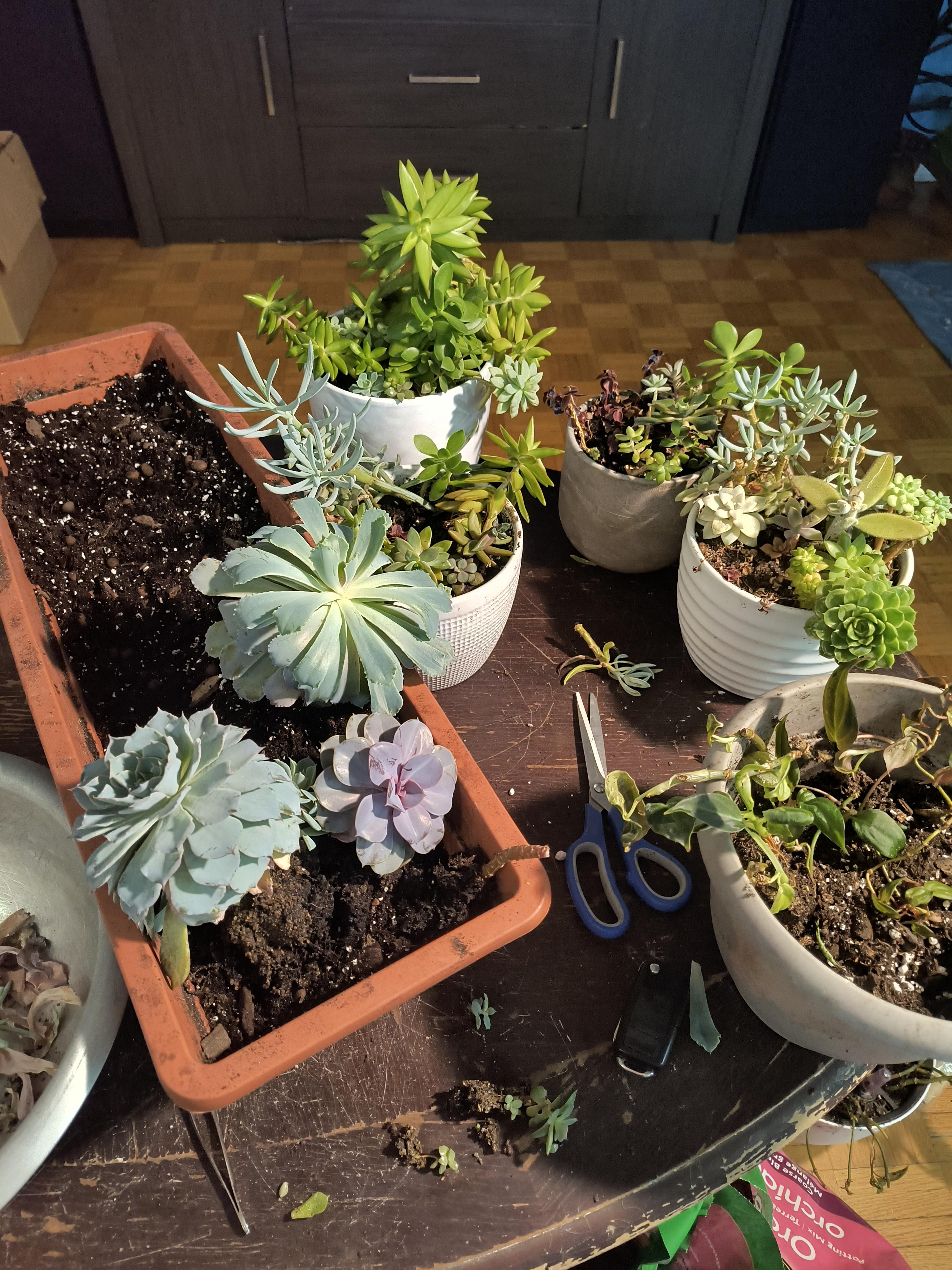 My succulent paradise | Scrolller