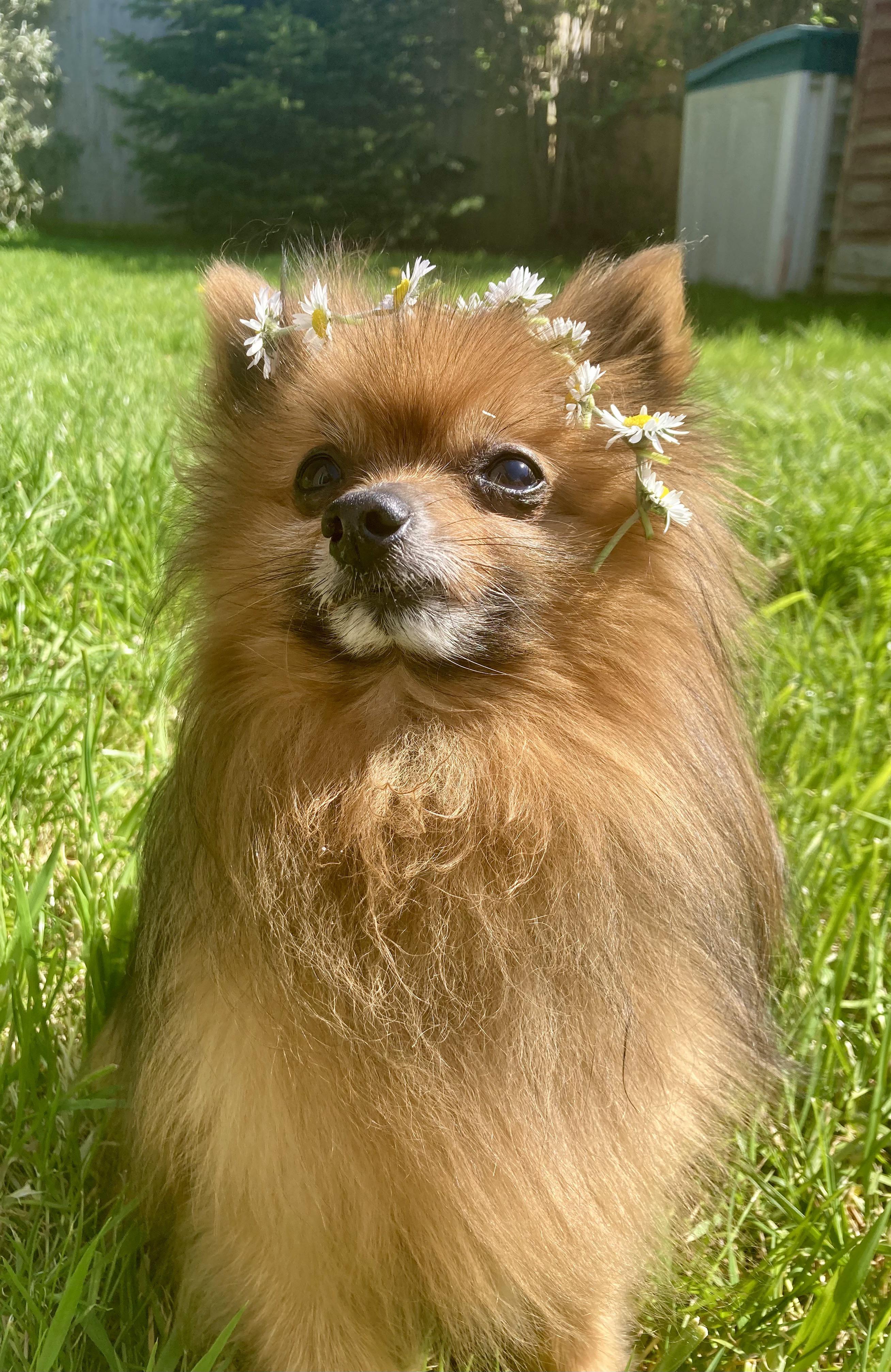 Daisy doggo | Scrolller