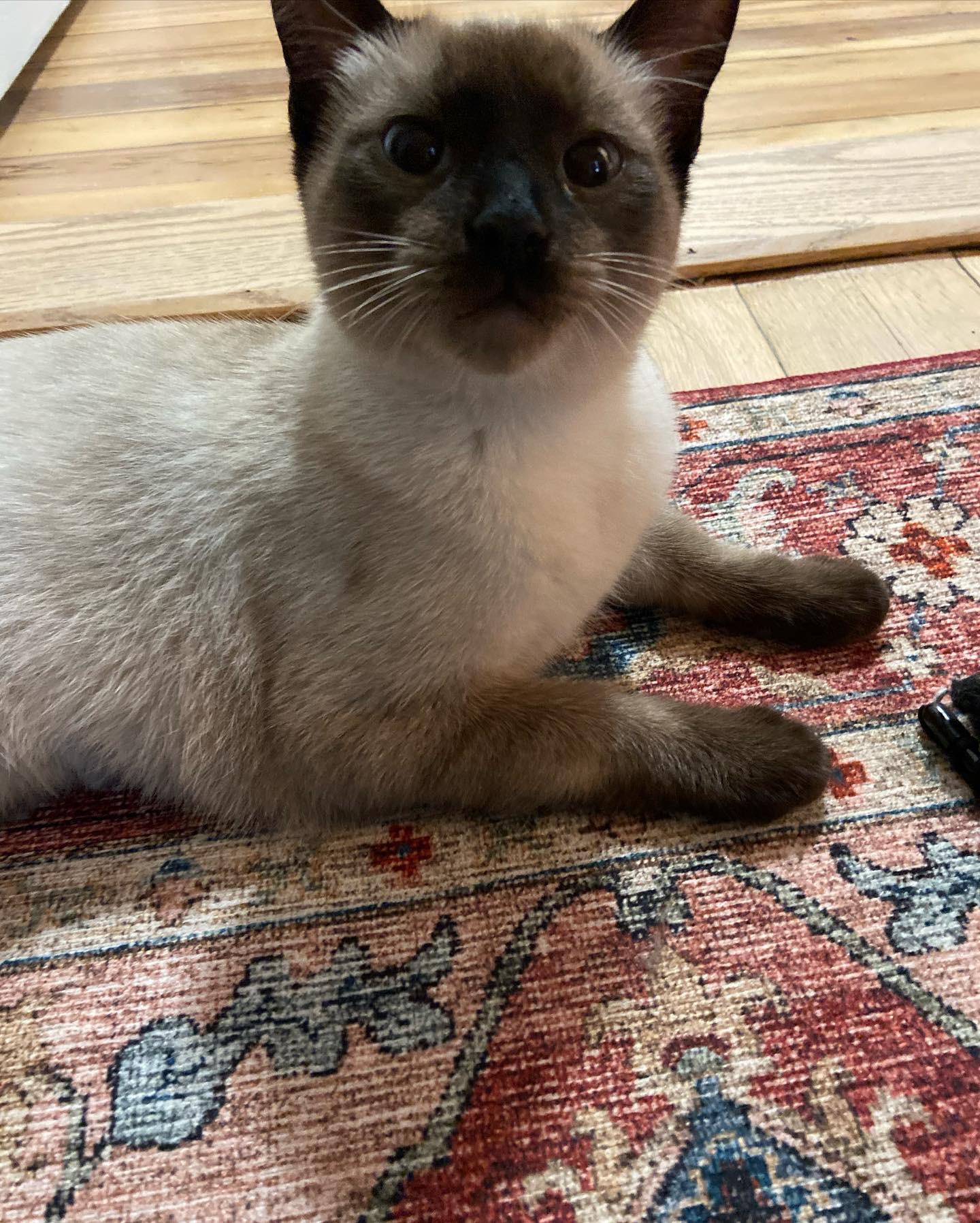 Adopted 1 week ago | Scrolller