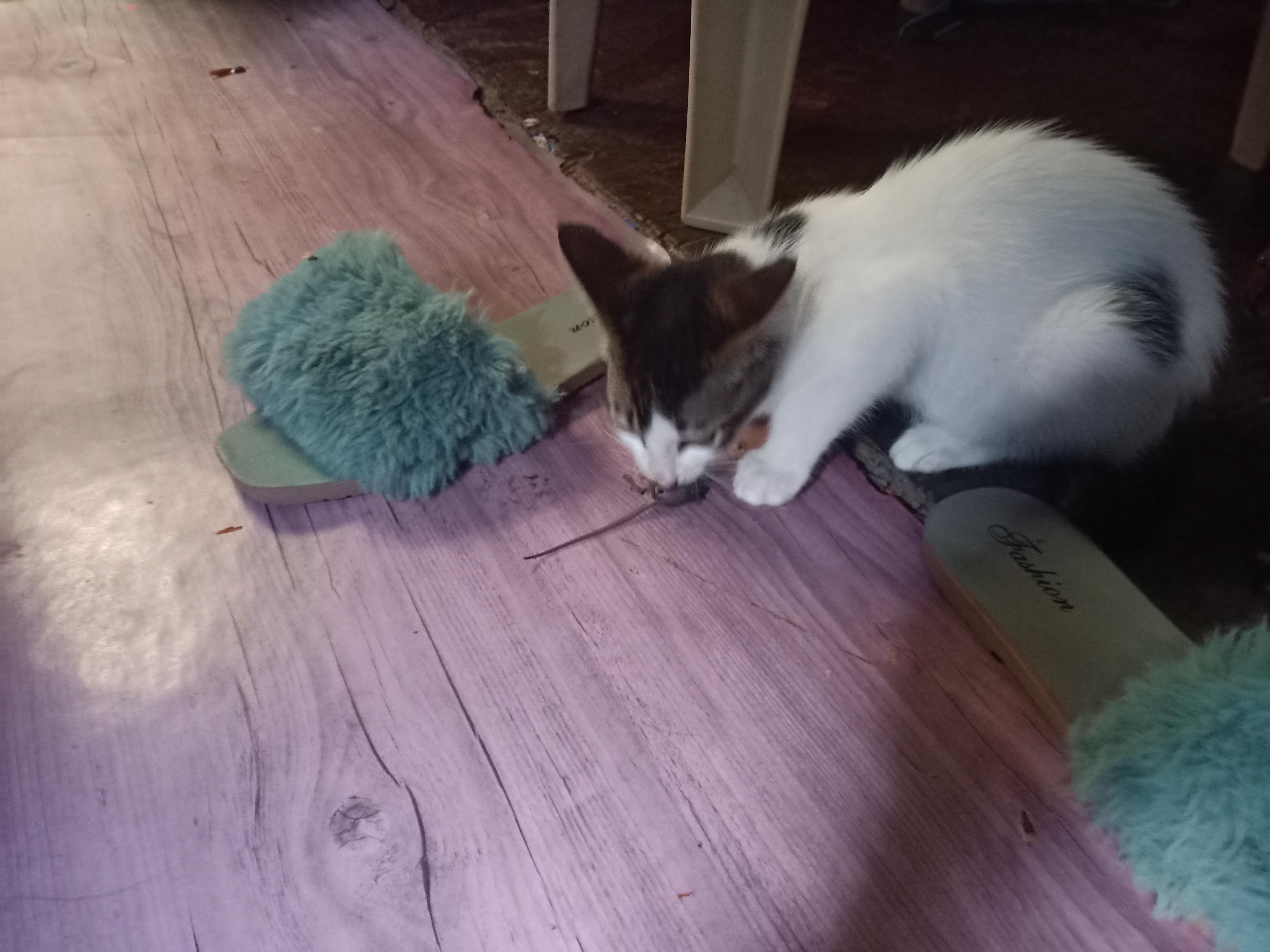 My cat's first kill | Scrolller