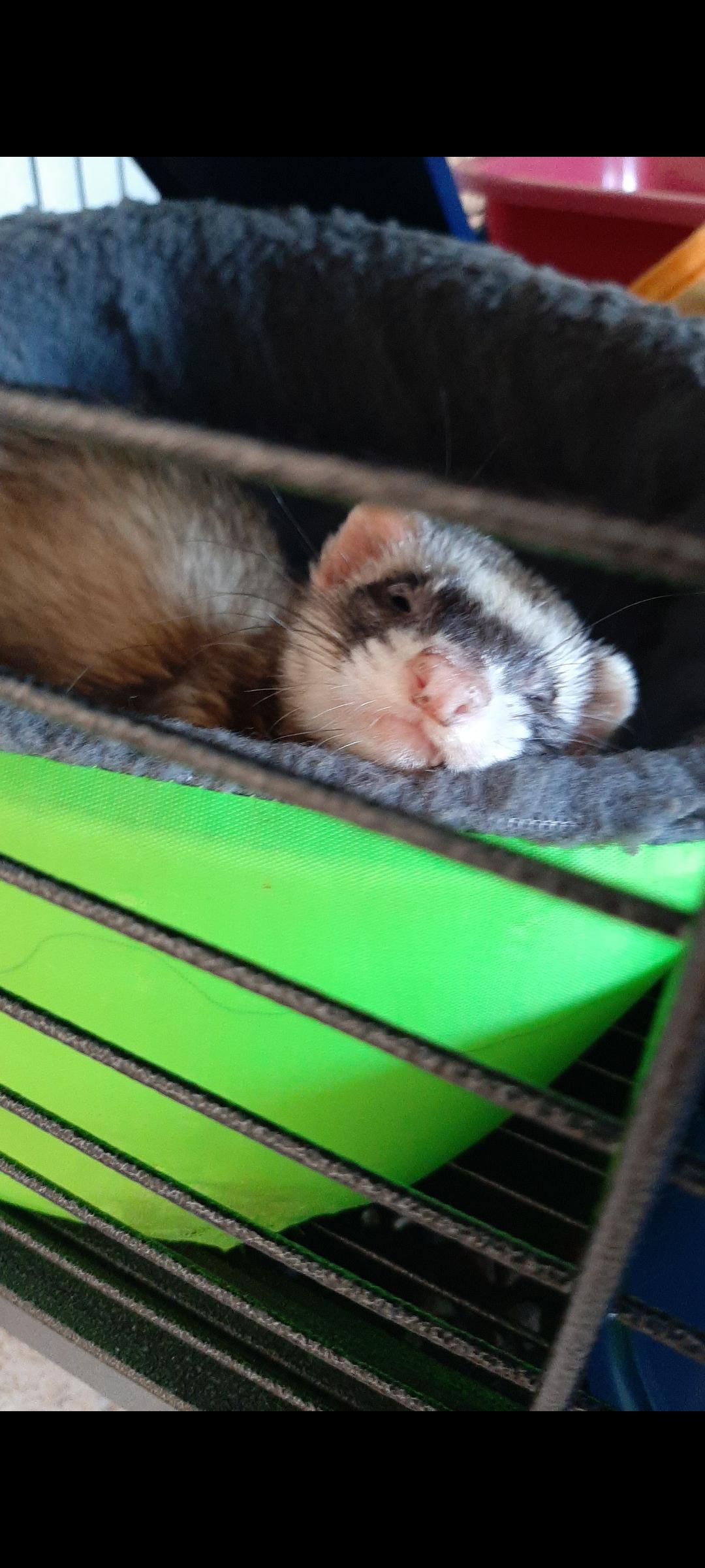 (OC) my ferret mabel! | Scrolller