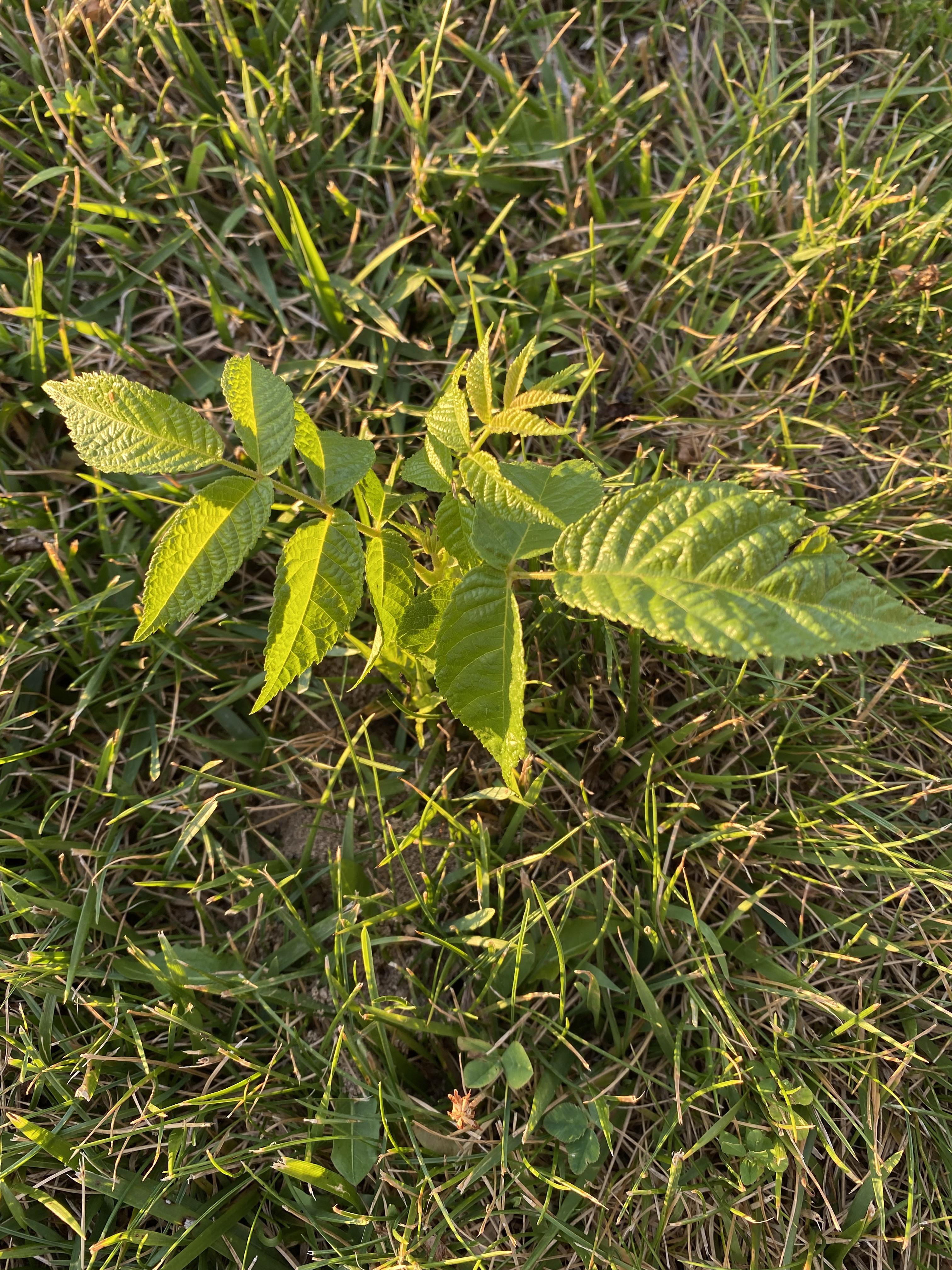 Please help identify.. | Scrolller