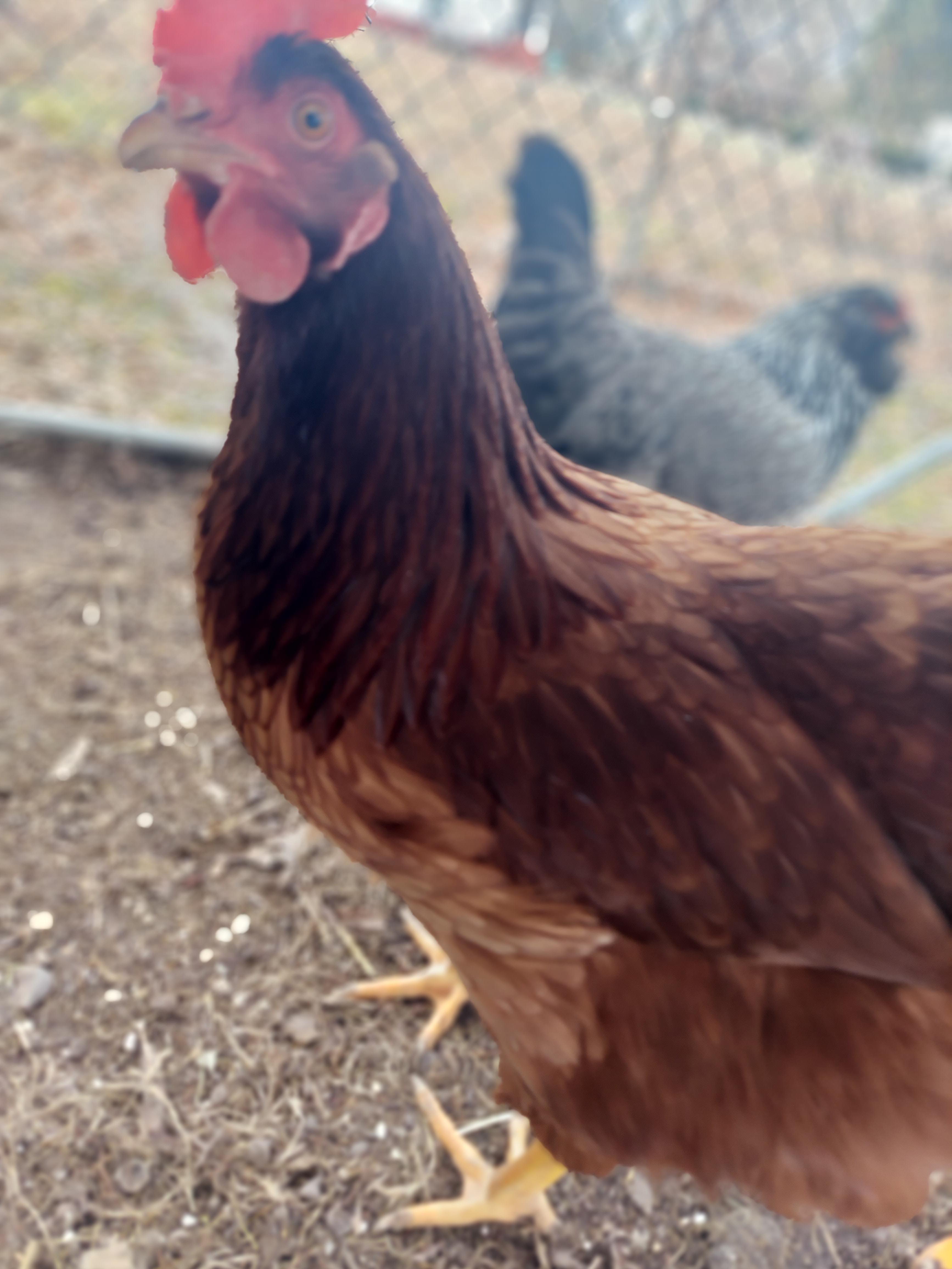 All of my dinosaurs. | Scrolller