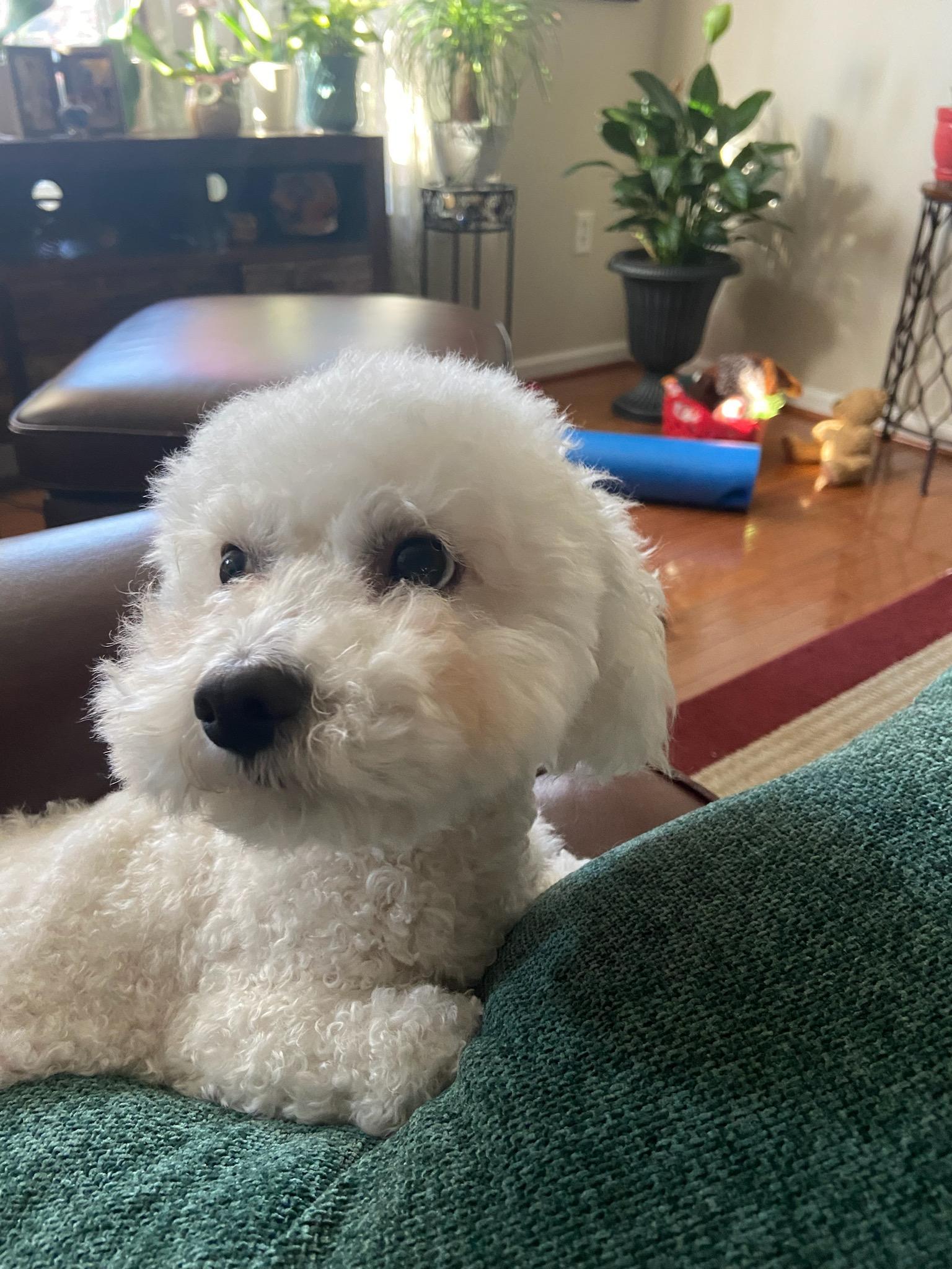 Buster got a new haircut today 😀 | Scrolller