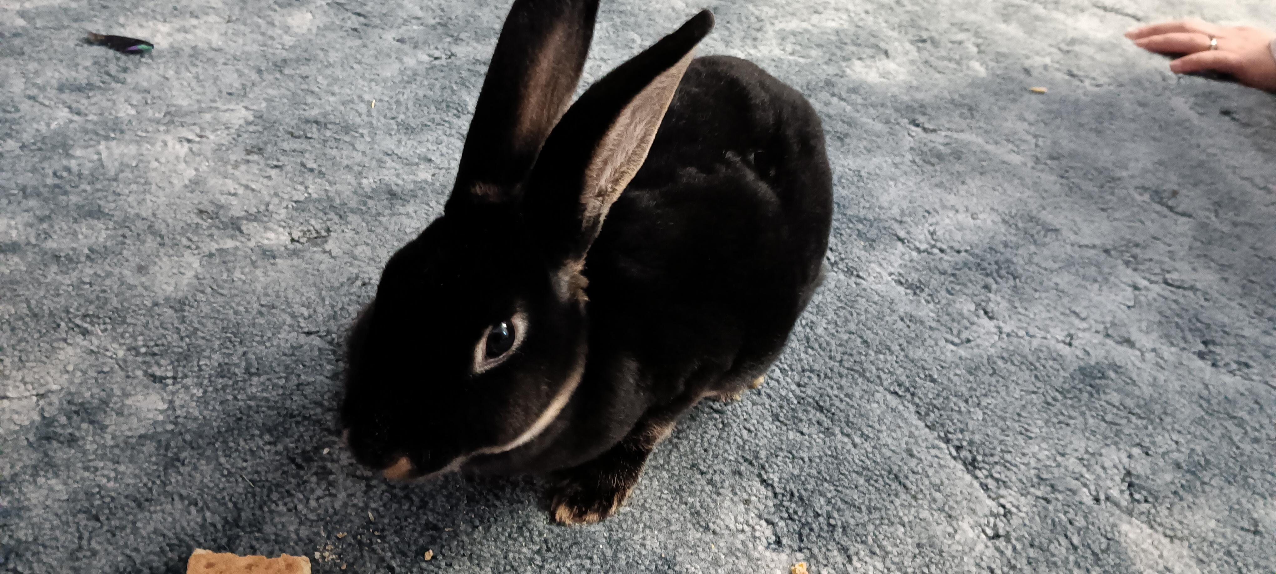 Breed identification | Scrolller