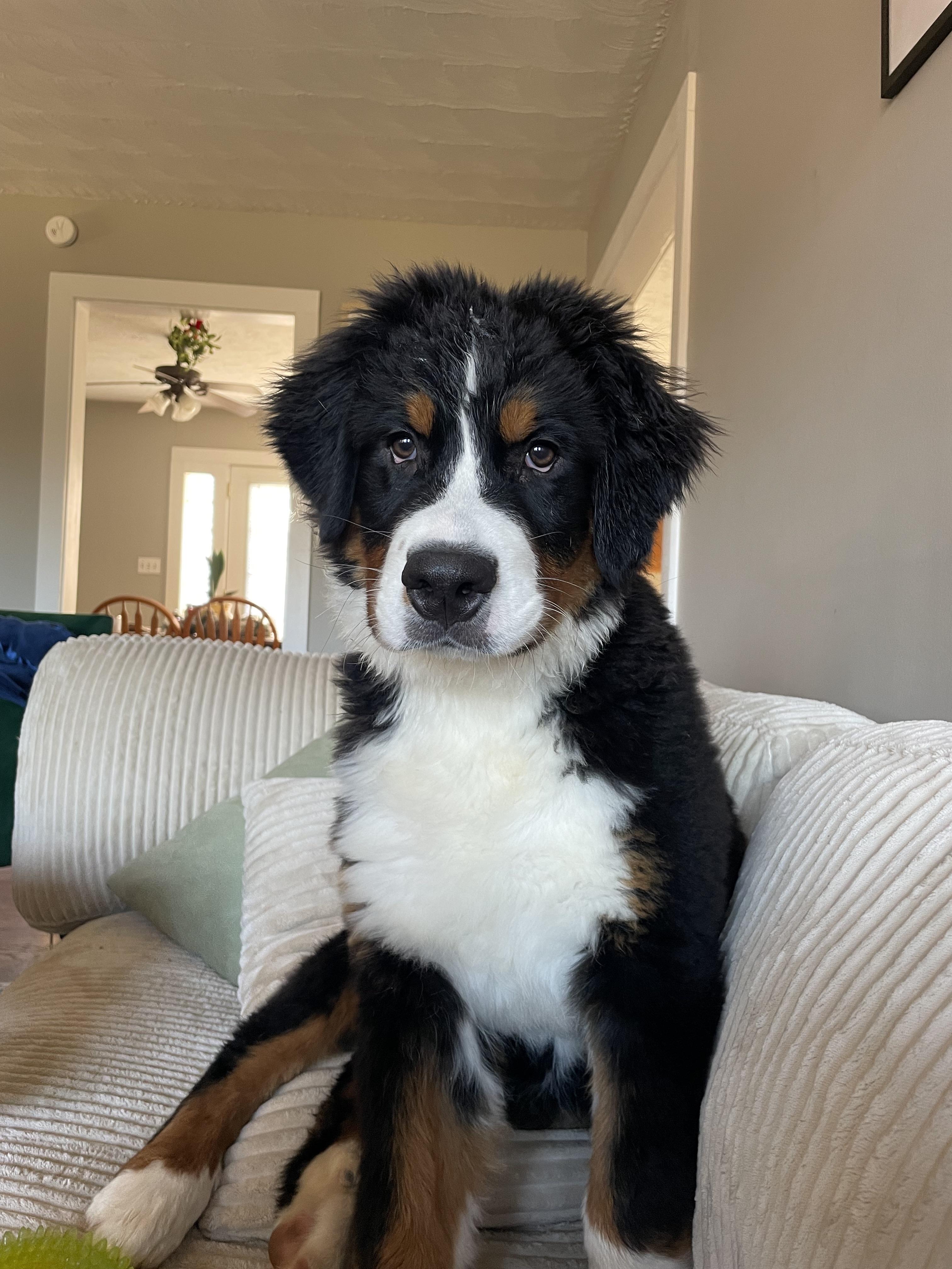 Floof monster | Scrolller