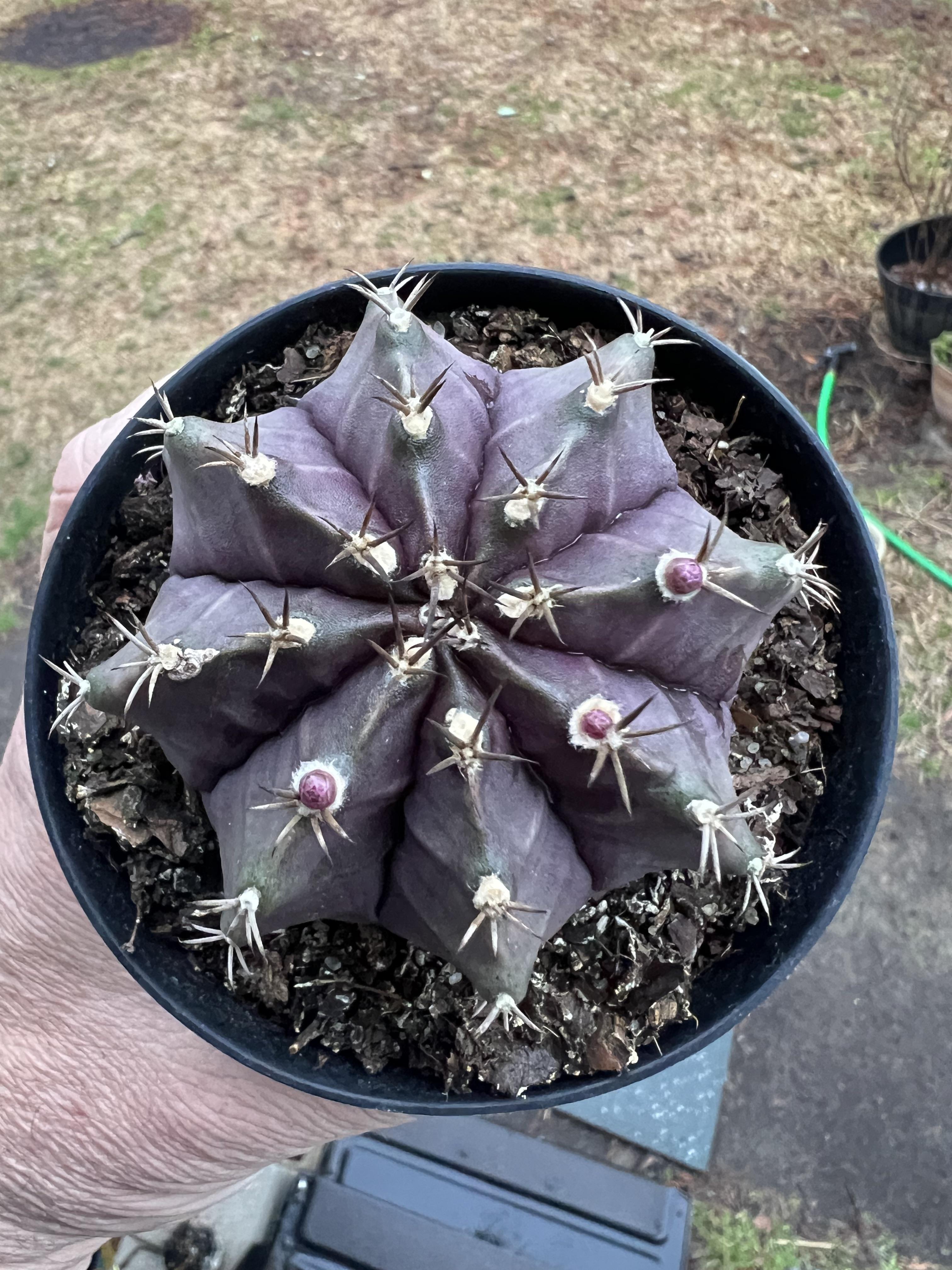 Discover more like Cactus: They look different yet app 🆔 as the same. Gymnocalycium mihanovichii ...