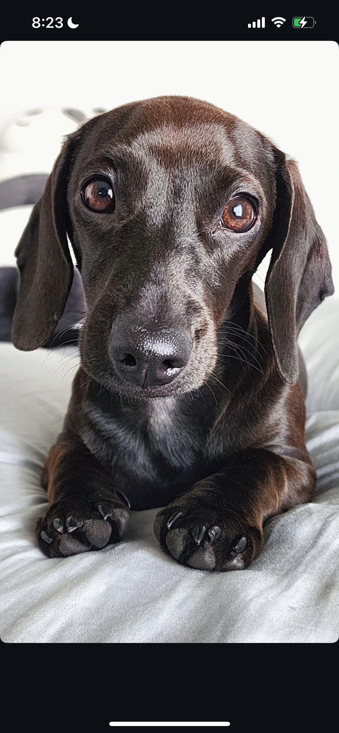 His eyes and little paws 😍 | Scrolller